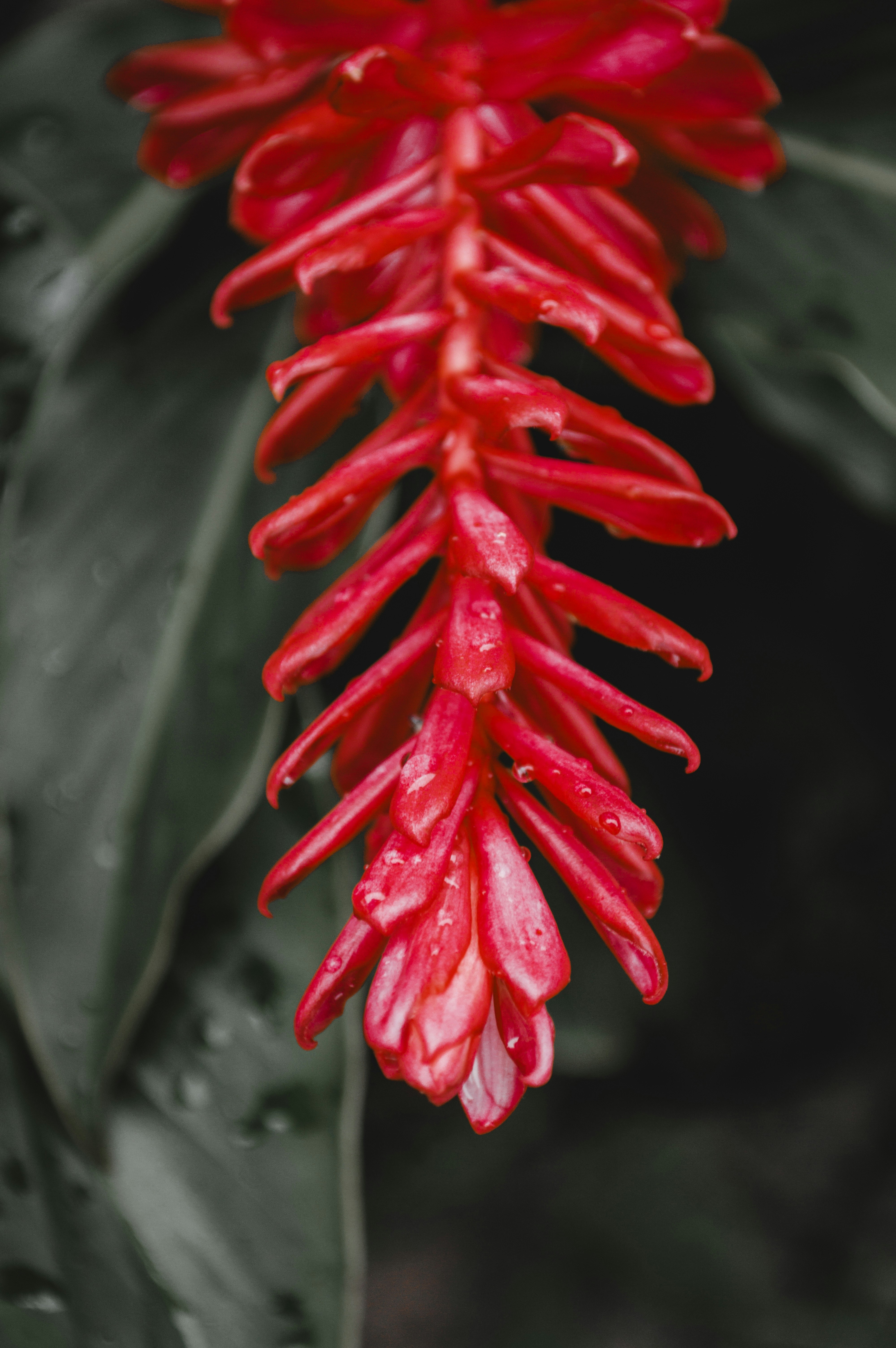 Crimson Inflorescence: A Close Glow of Red Pendant Blossoms