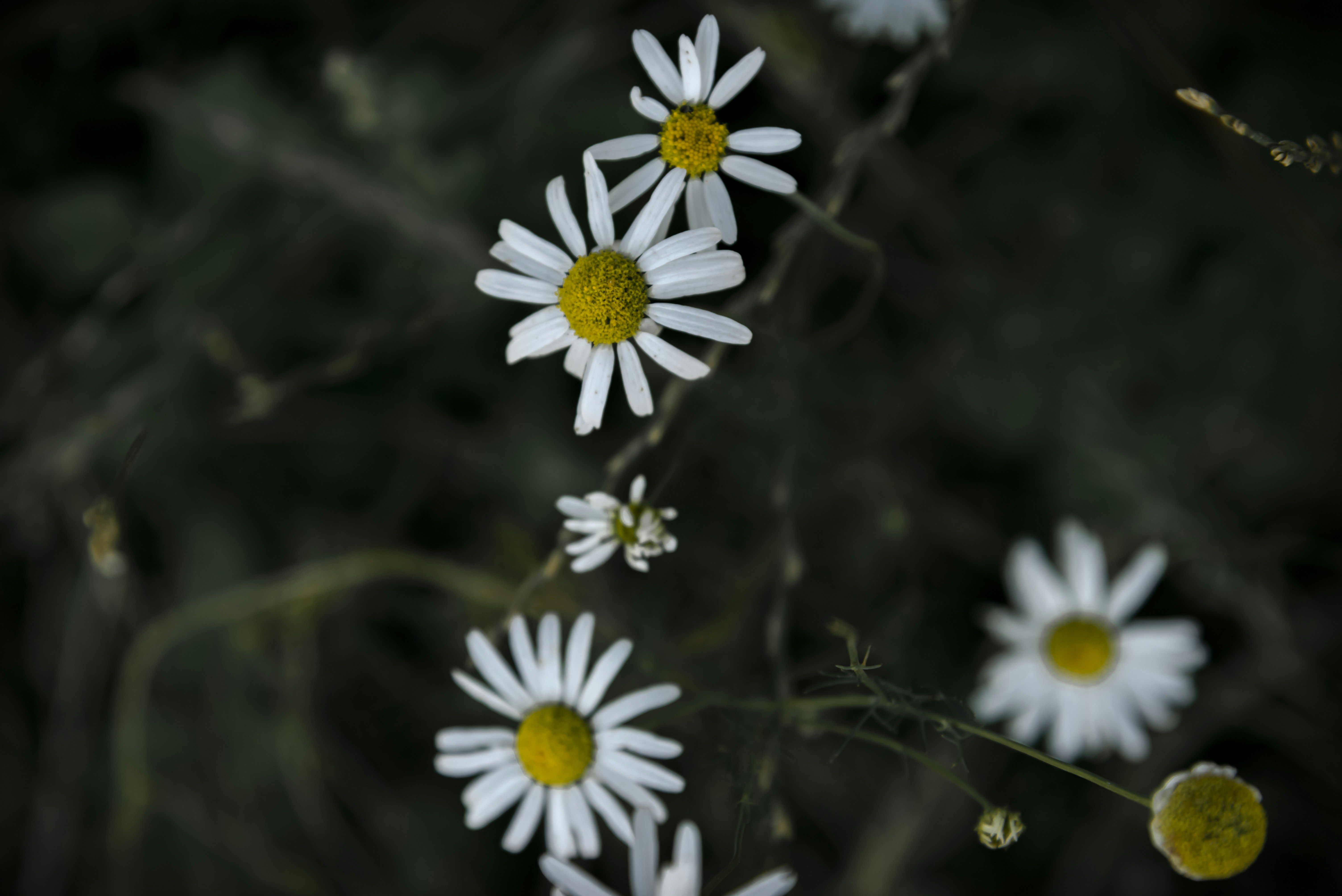 Daisy bloom parade: white petals and yellow centers in twilight greens
