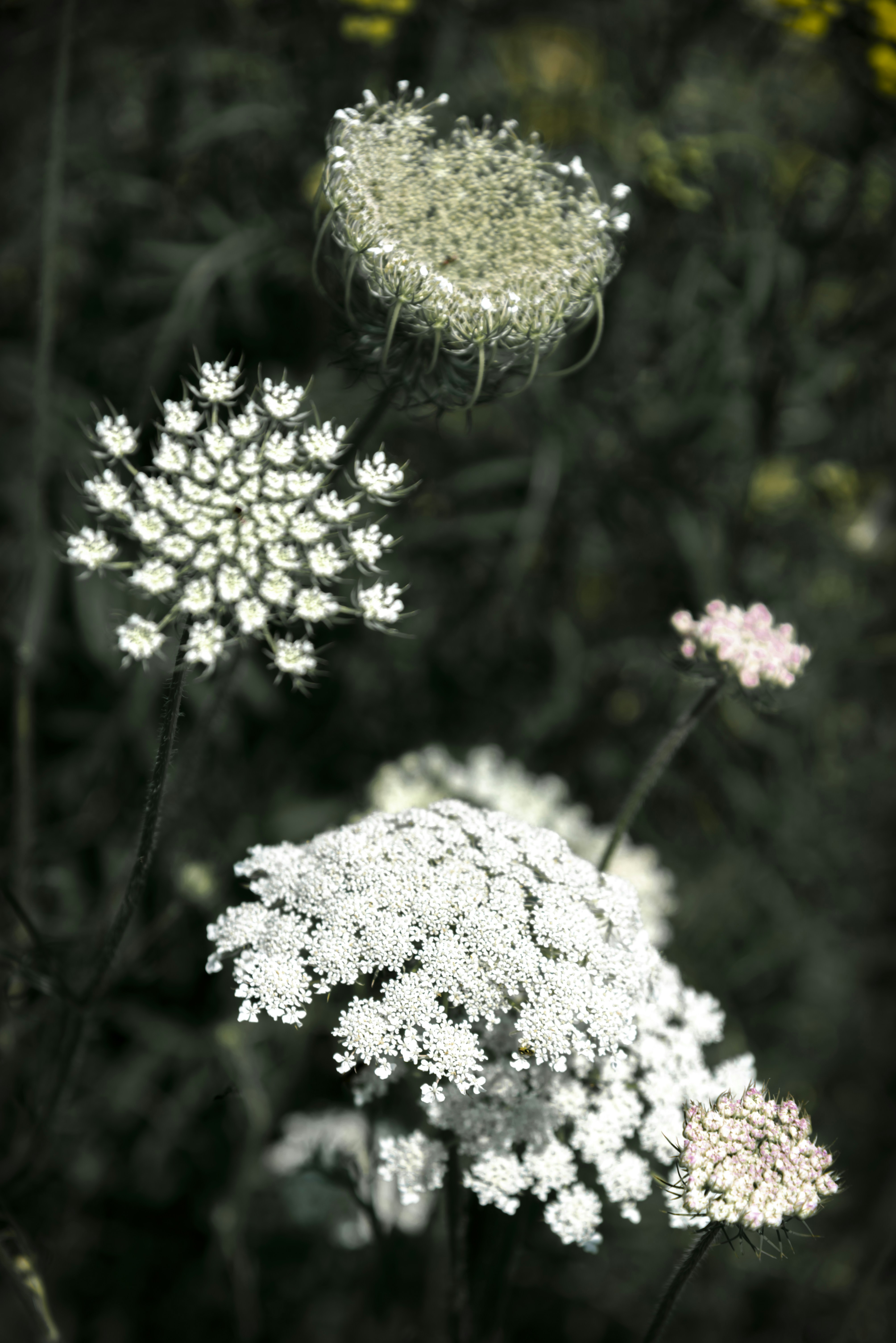 White Lace Umbels in a Quiet Meadow
