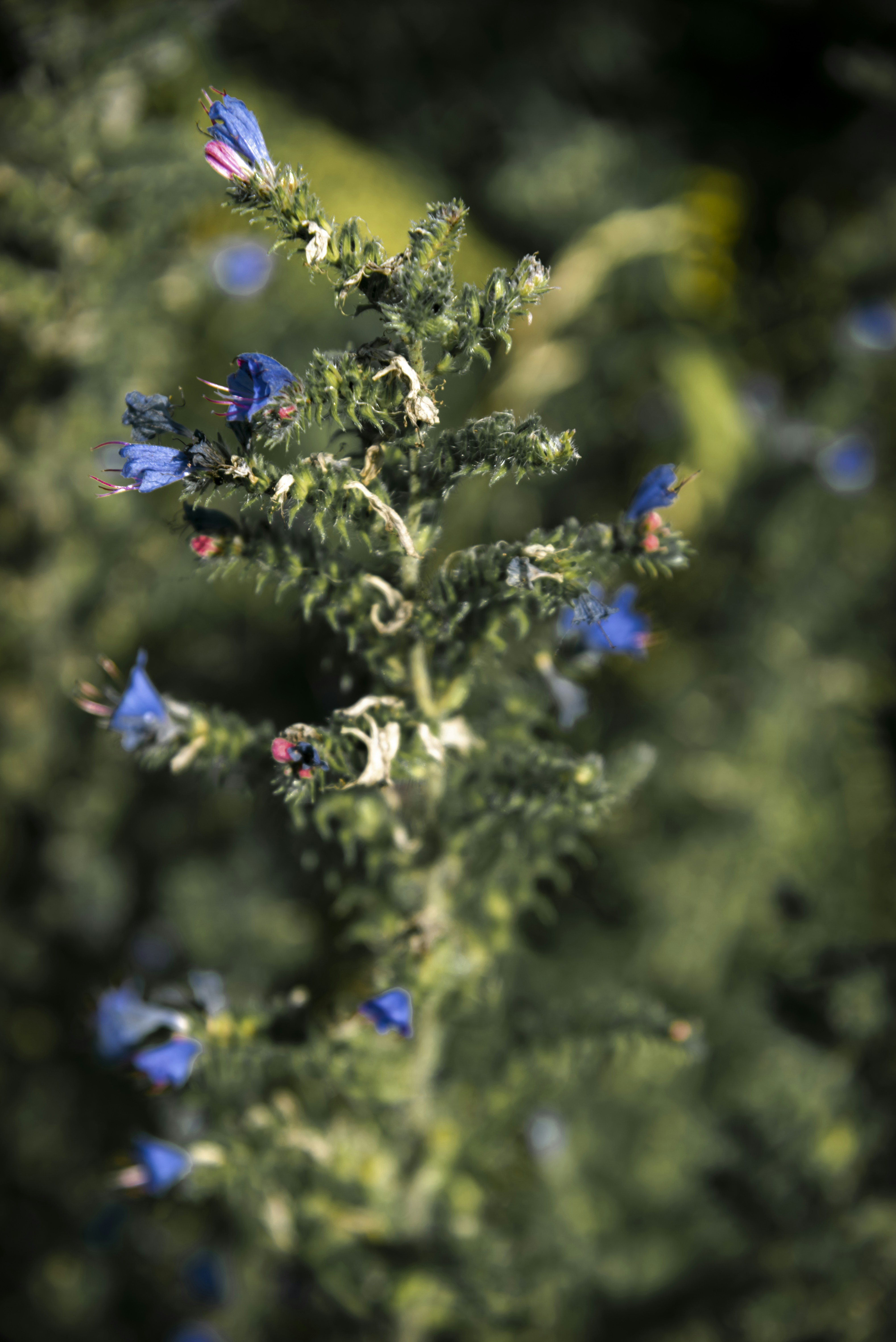 Blue bloom on a sunlit thorny stalk