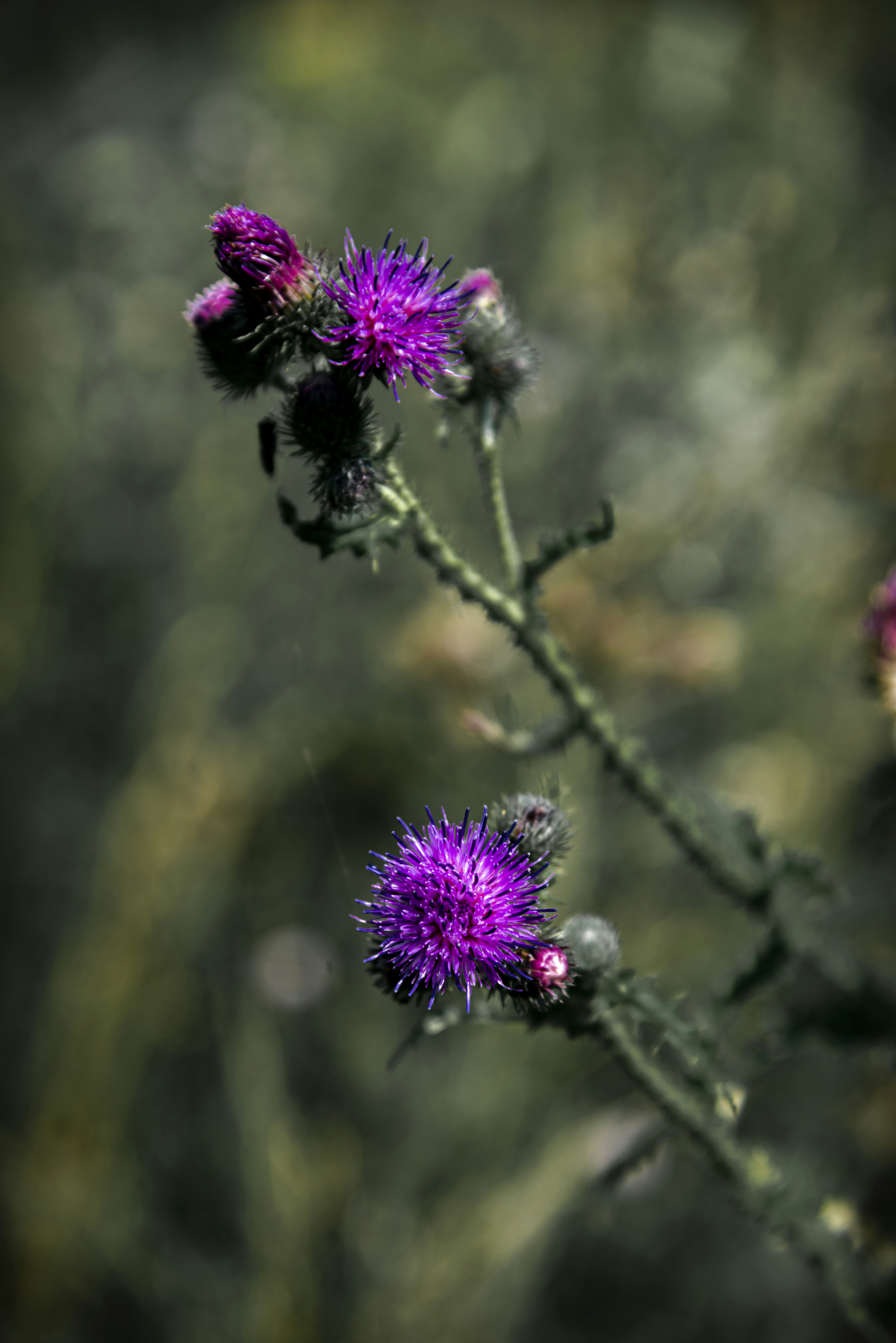 Violet Crown: Thistle in Focus Against a Blurred Meadow