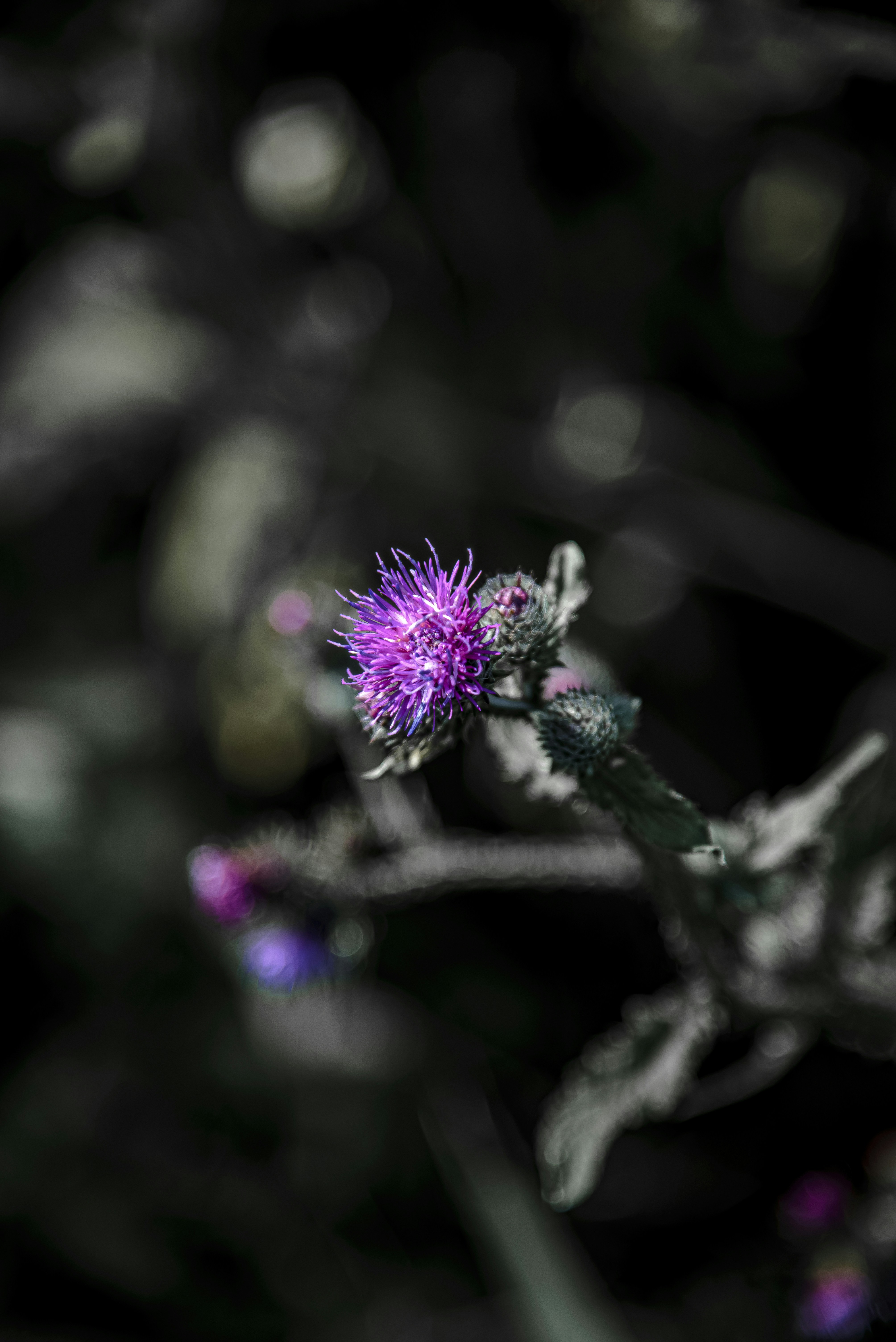 Crimson Crown: A Sharp Purple Thistle in Soft Focus Spotlight