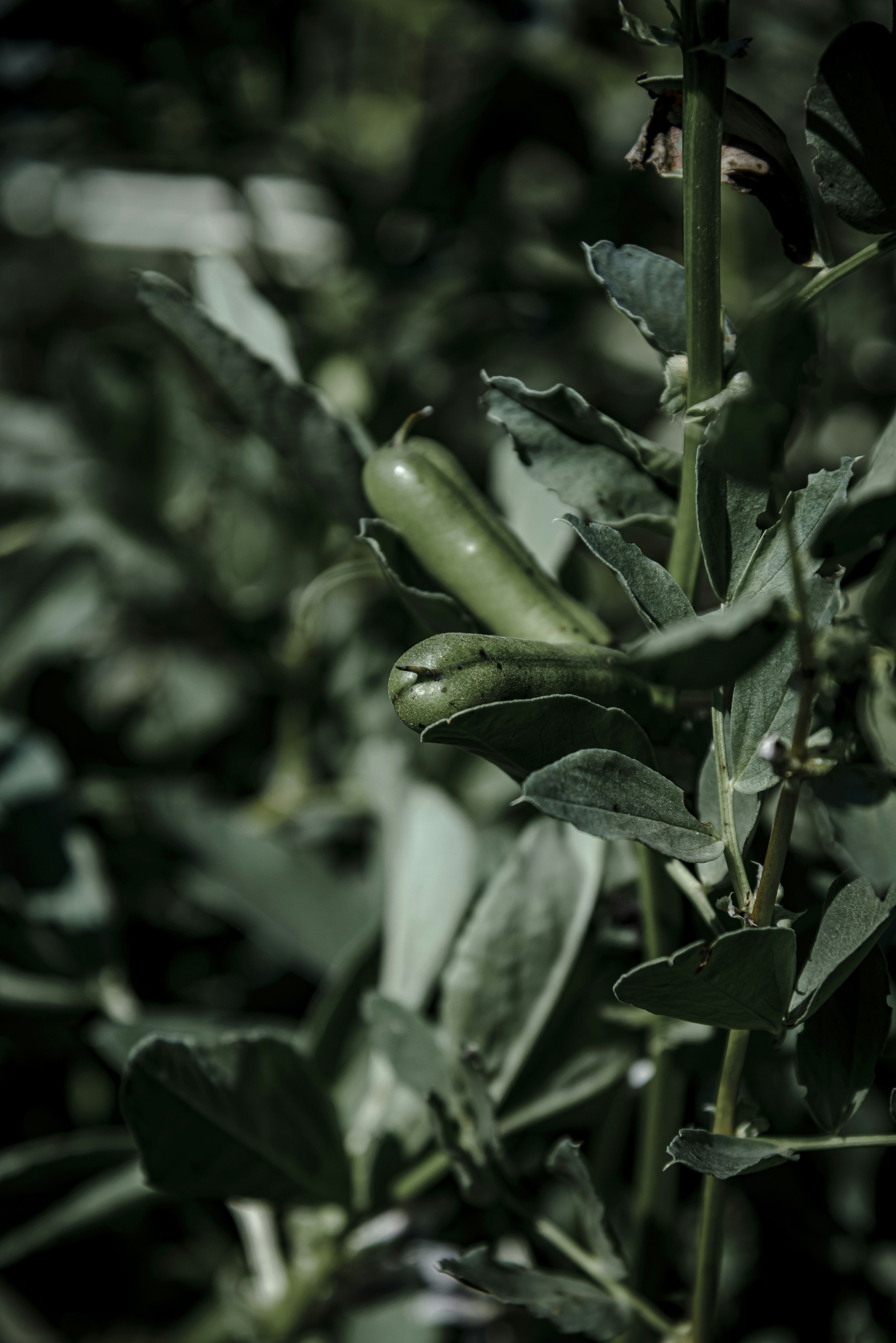 Close-up of a Green Pepper Bud Amid Dense Foliage