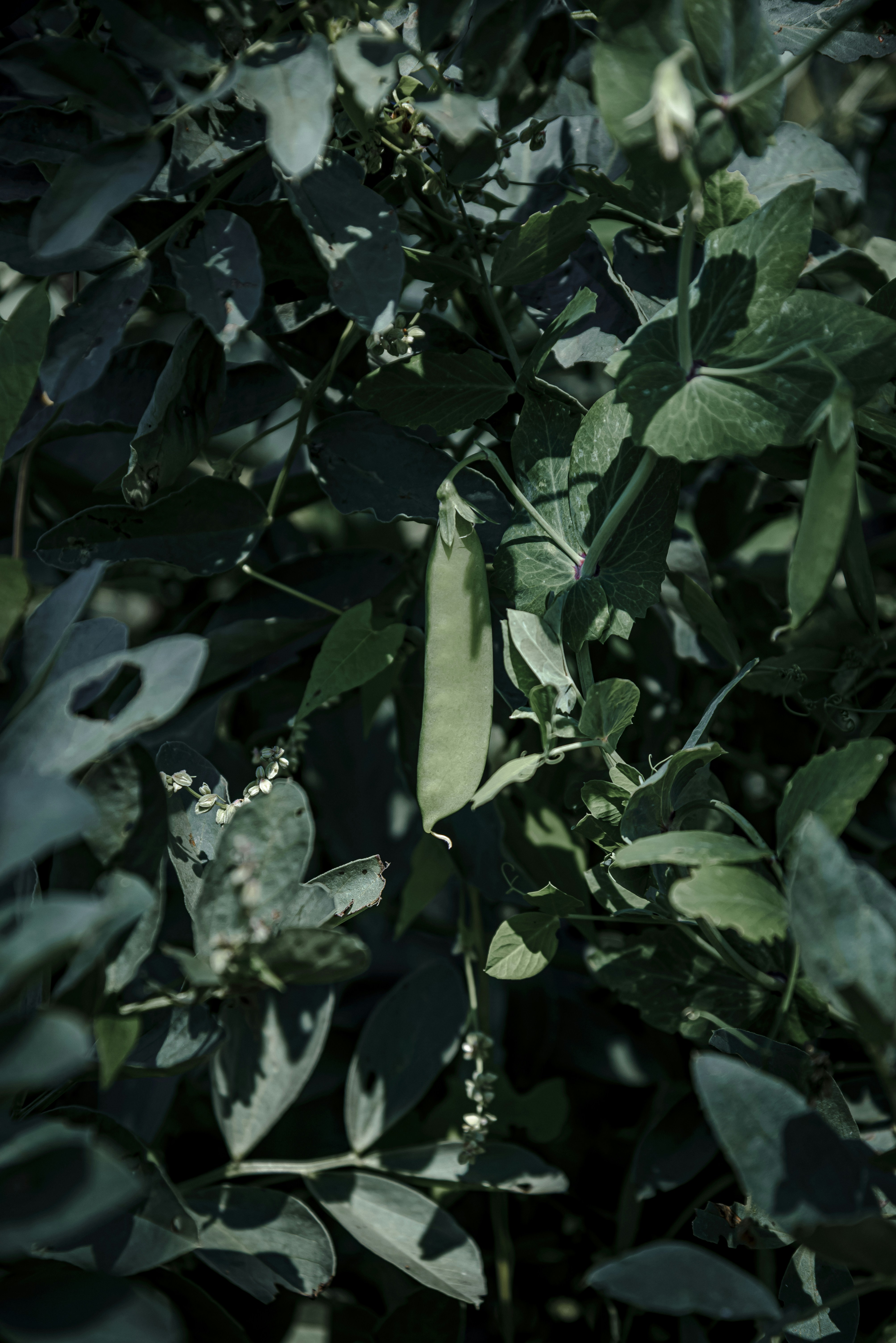 Midnight Green: A Quiet Tangle of Leaves and Shadows