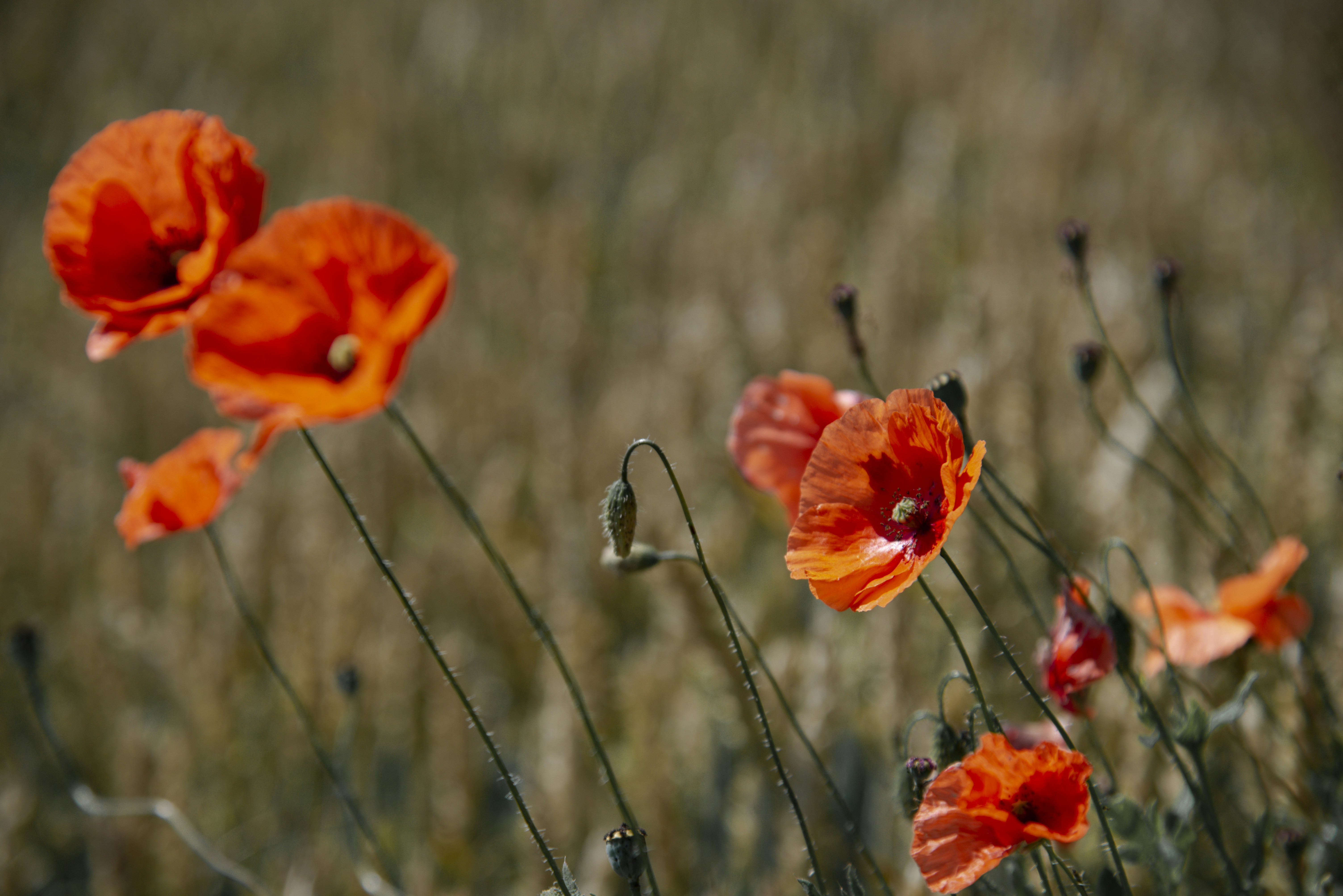 Orange poppies sway in a sunlit field