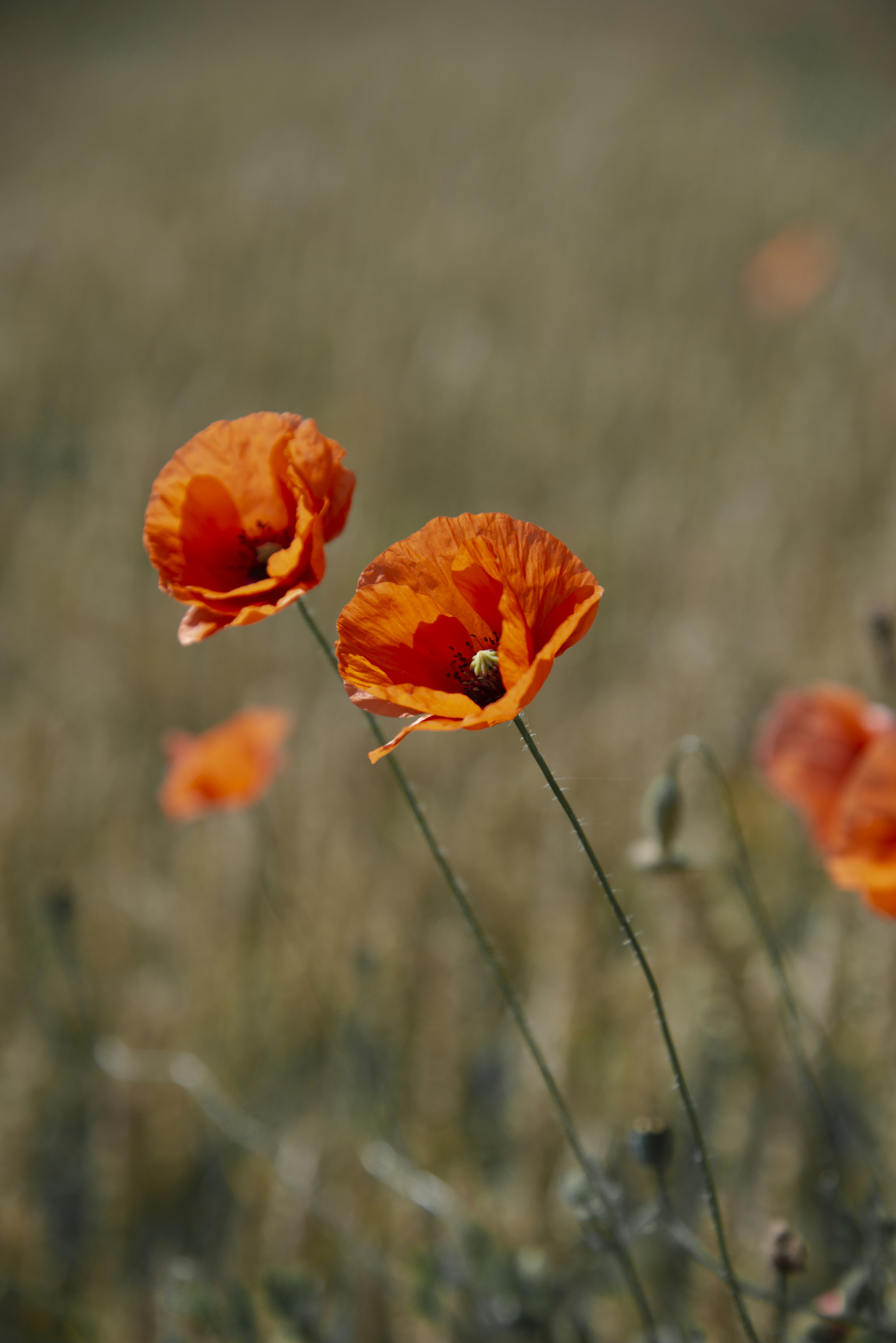 Scarlet-Petal Dancers in a Quiet Field