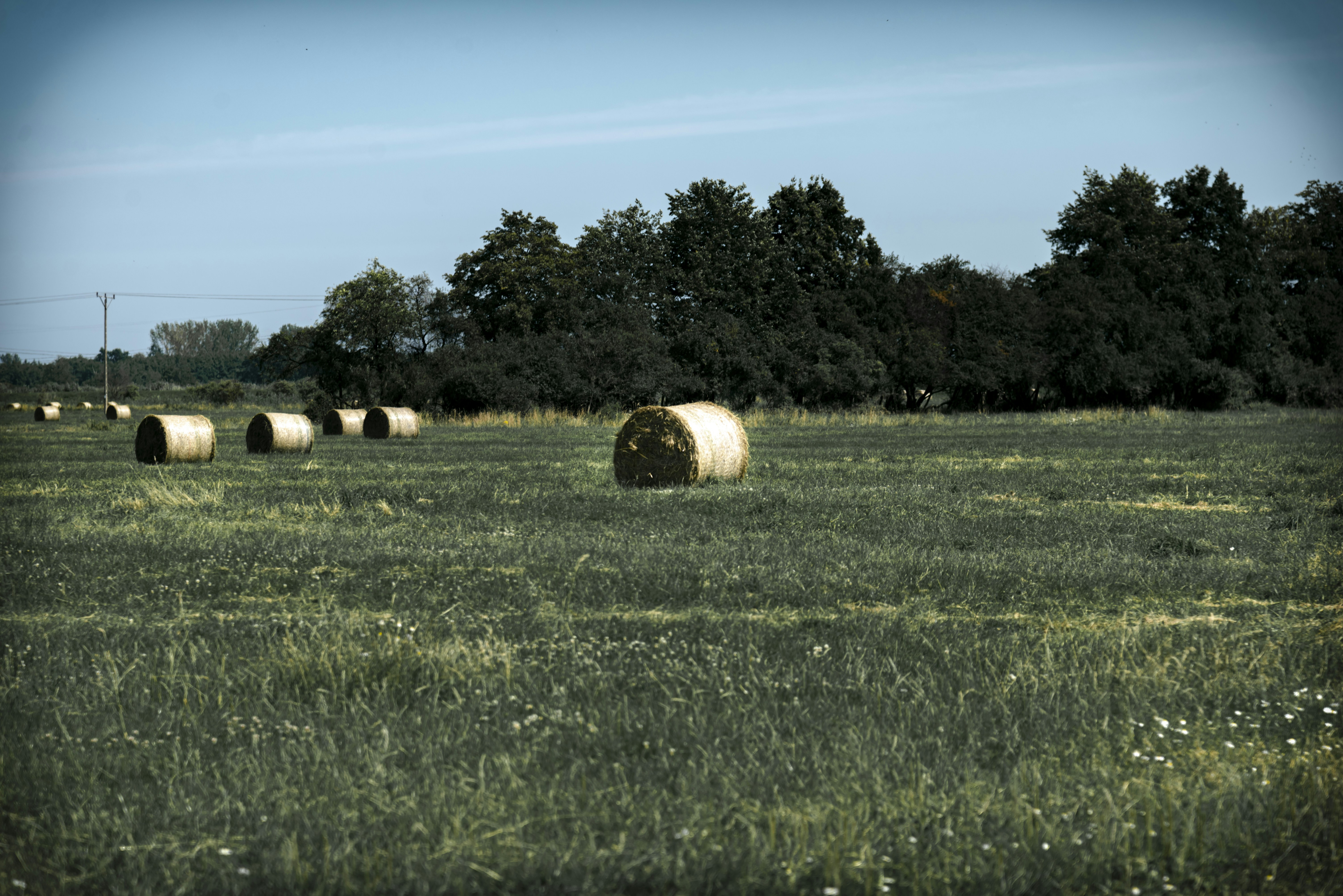 Harvested Haloes Across a Quiet Field