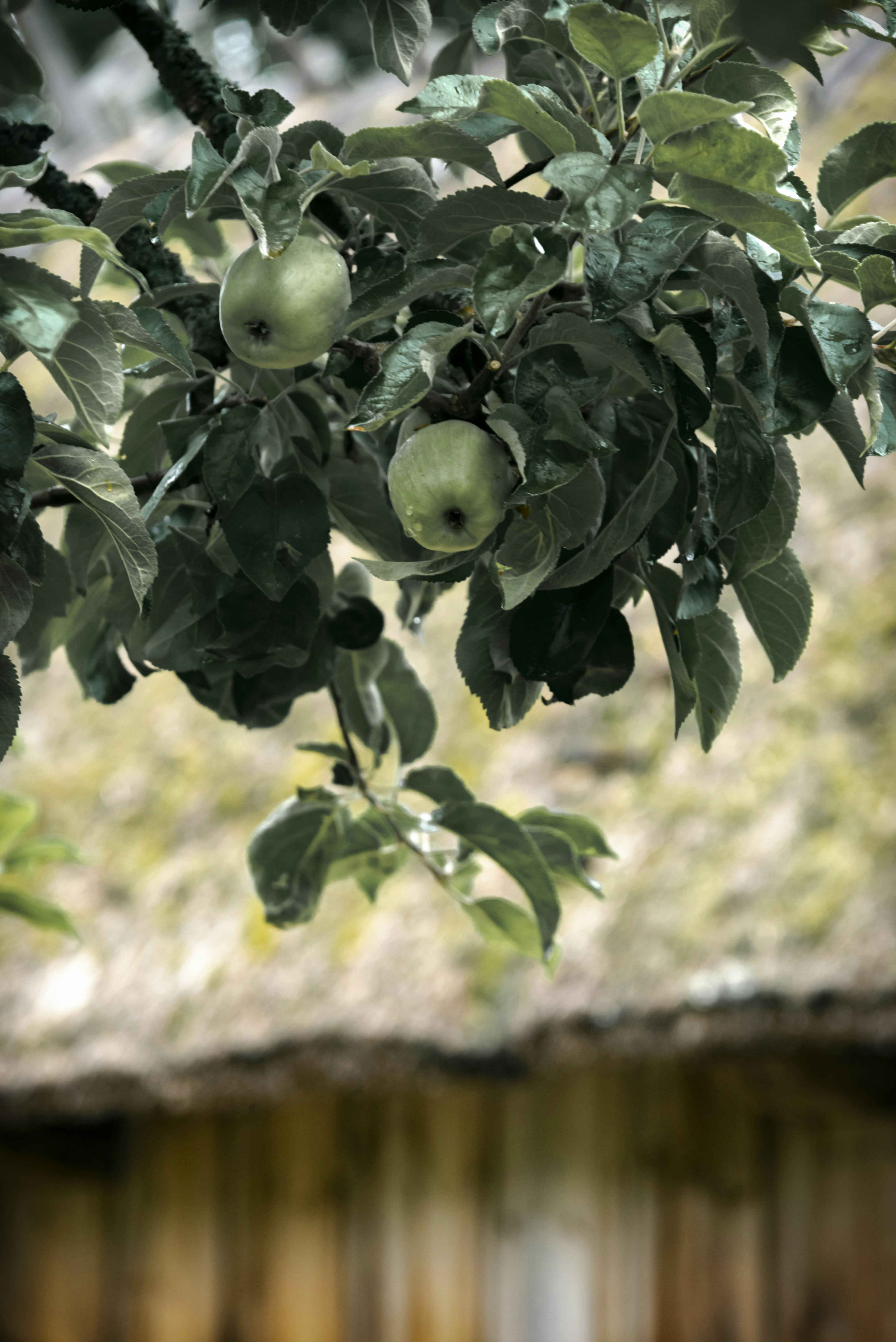 Green Apples in Dappled Orchard Light