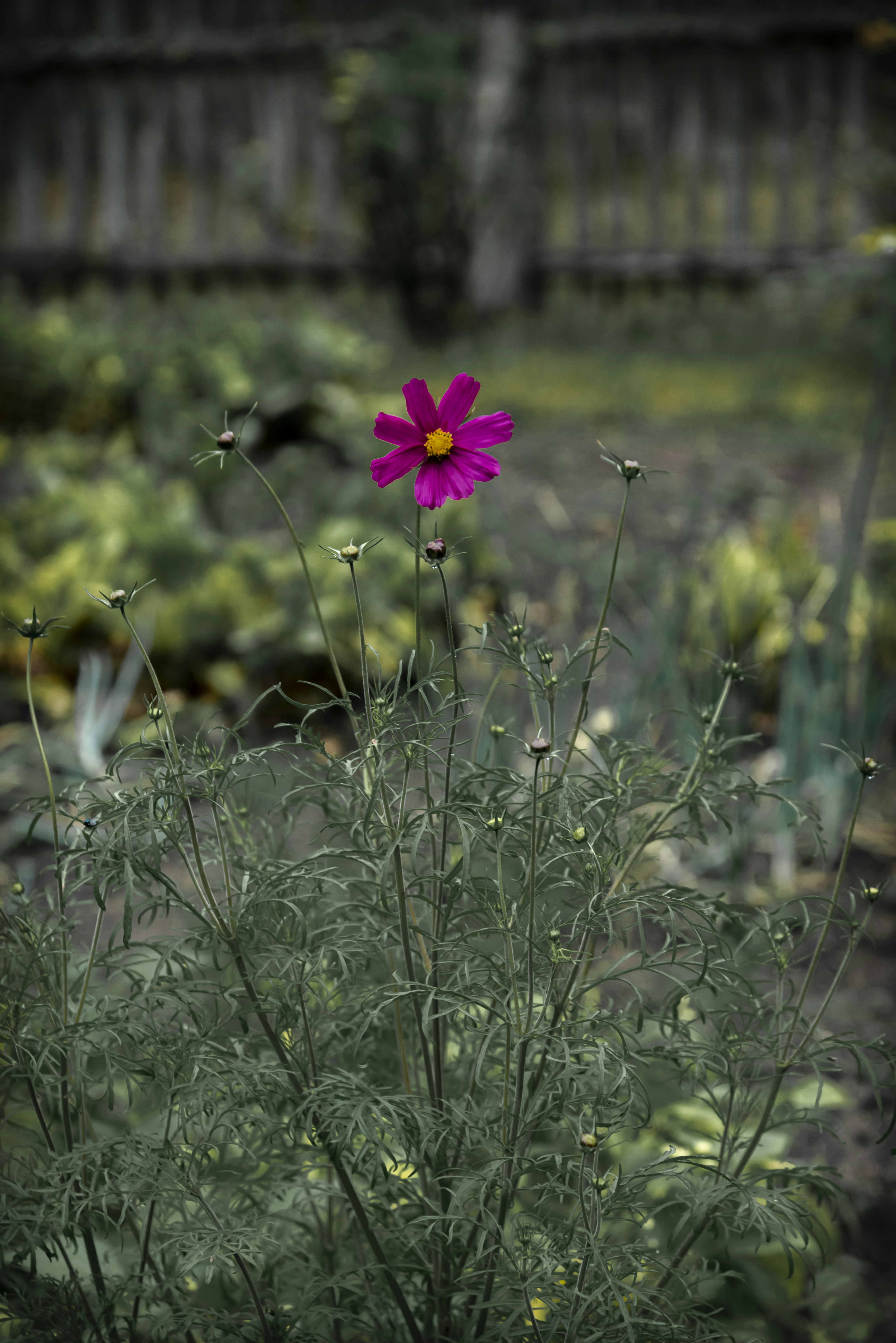 Single Magenta Bloom in a Quiet Garden