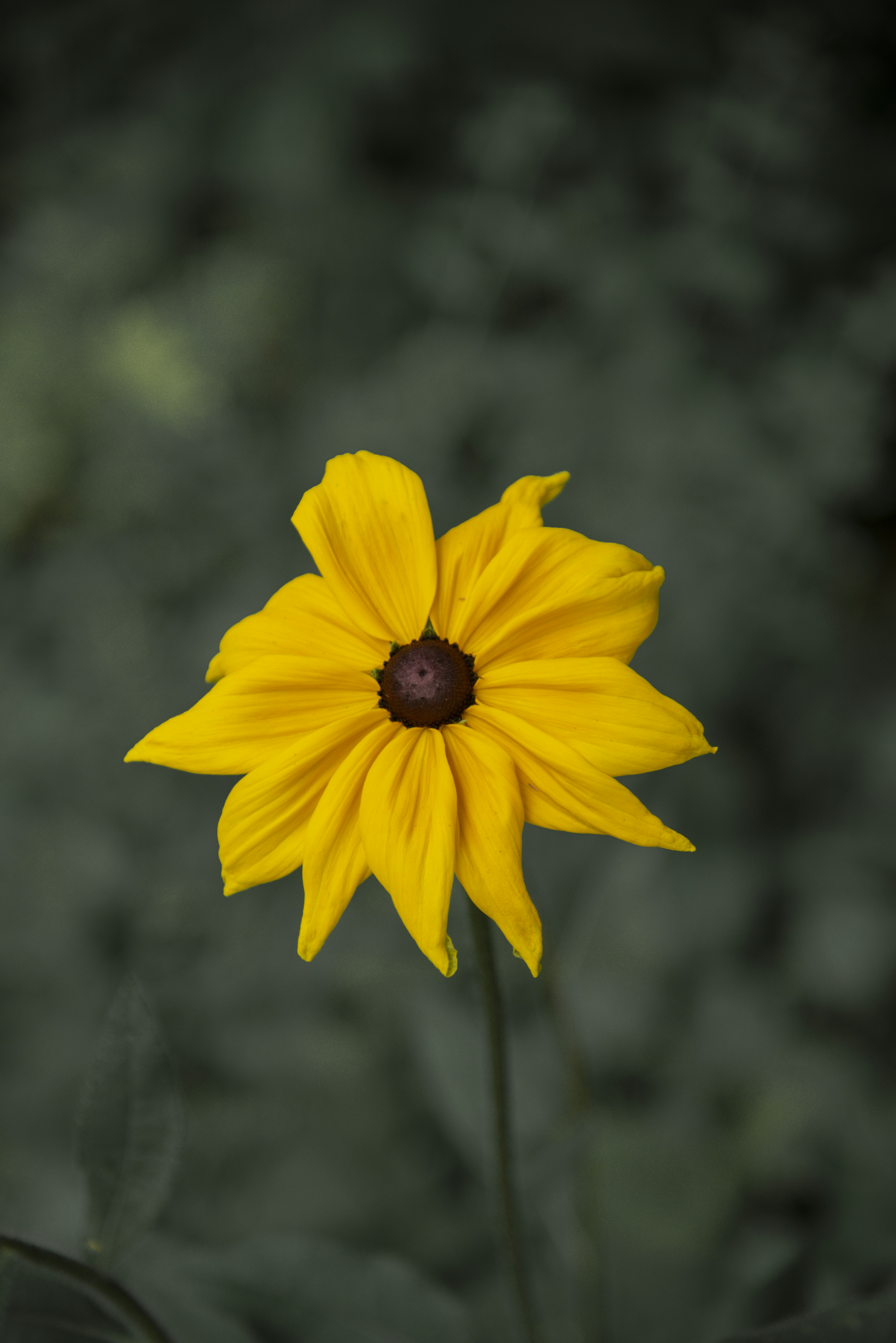Golden Blossom Standing Tall Against the Verdant Blur
