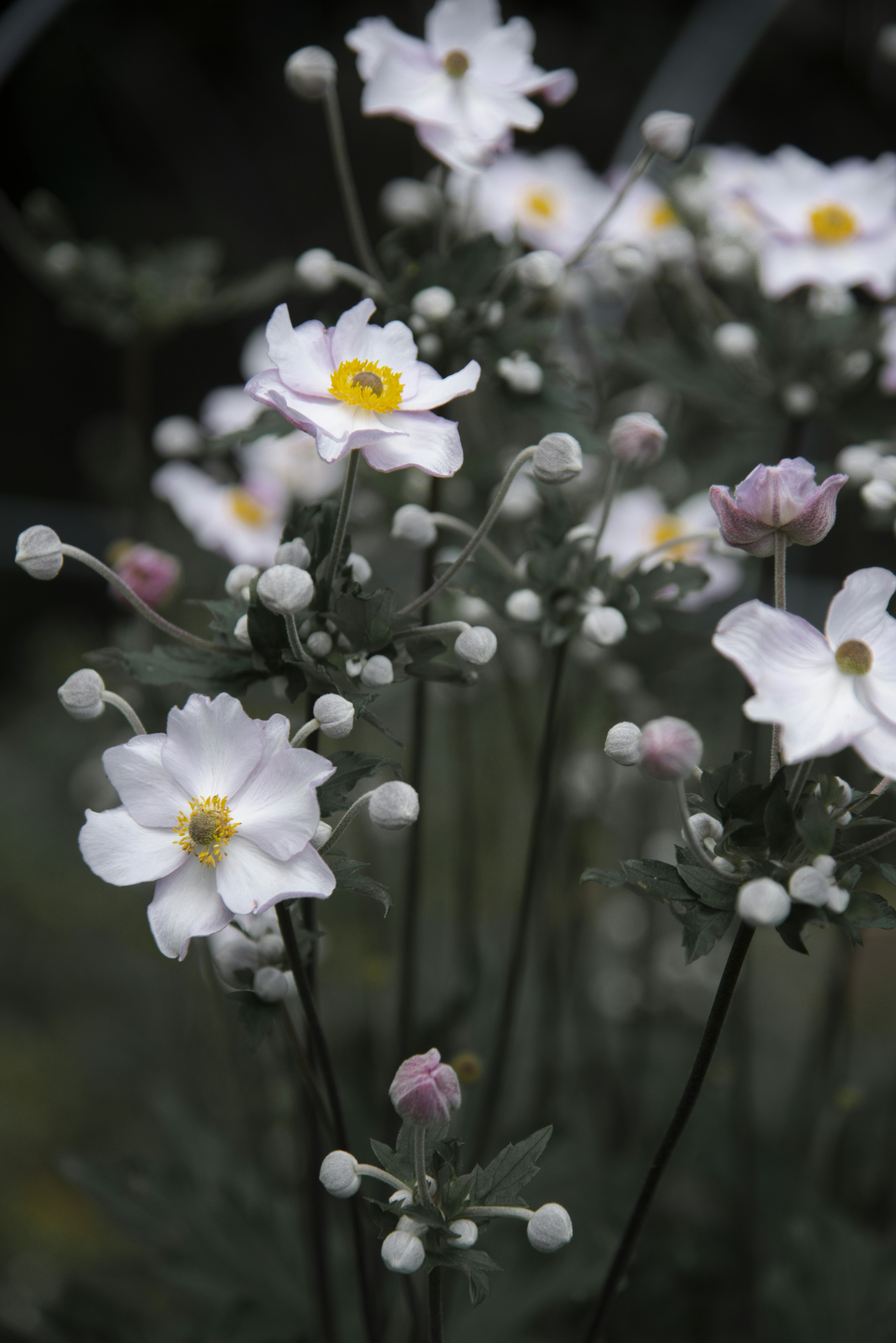 White Petal Mosaic: Delicate Blossoms in Soft Focus
