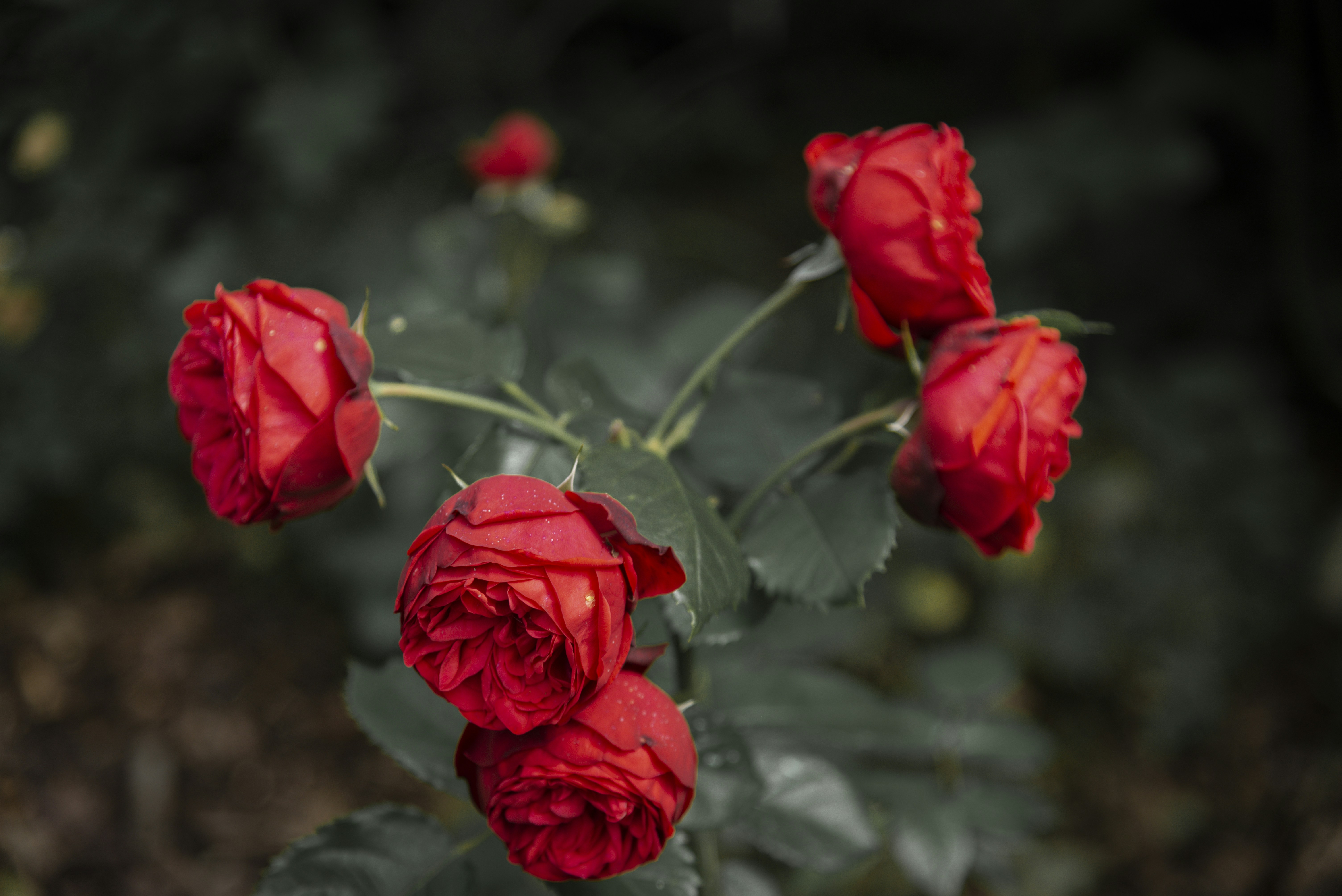 Crimson Blooms in a Quiet Garden