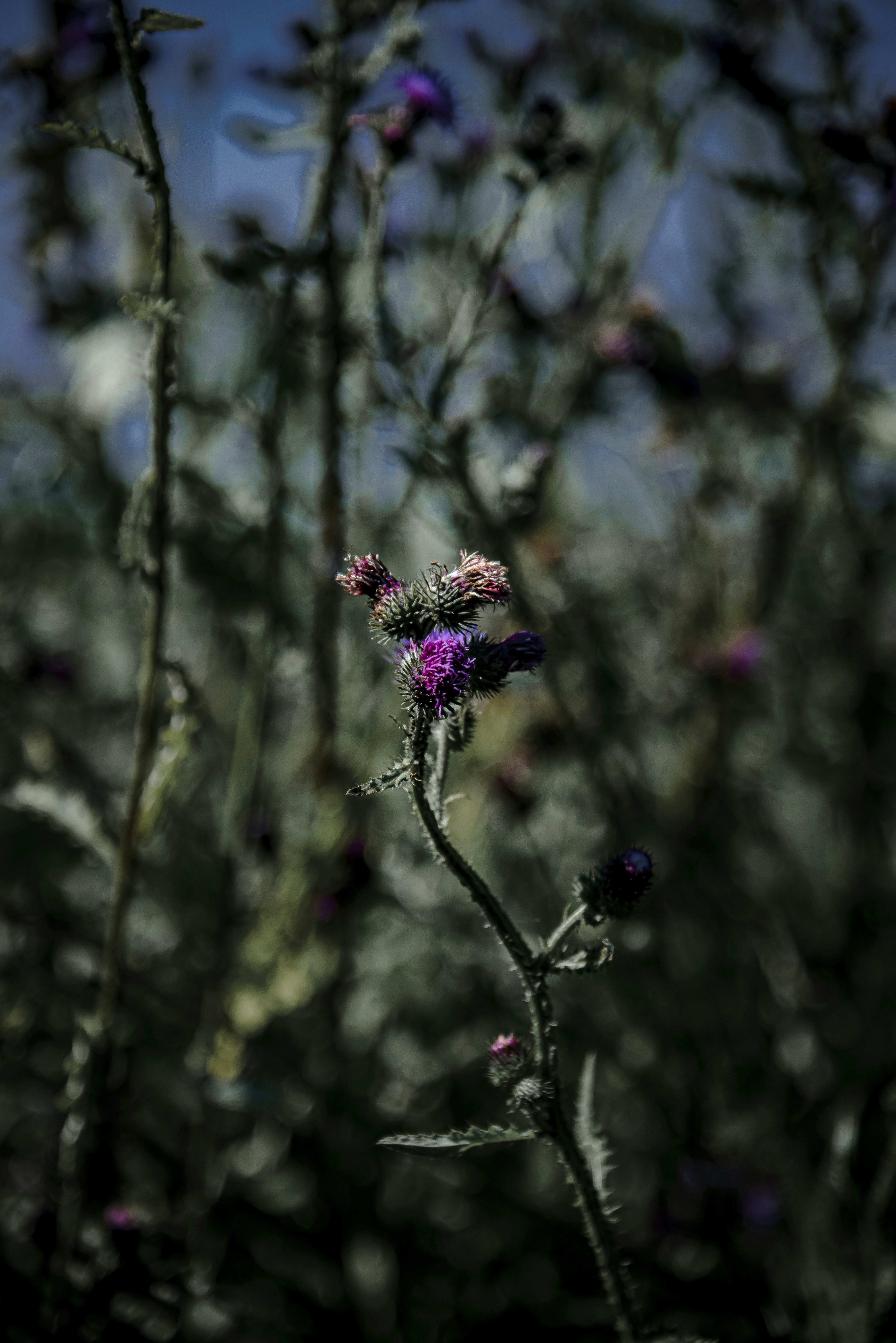 Central Purple Bloom in a Backlit Field