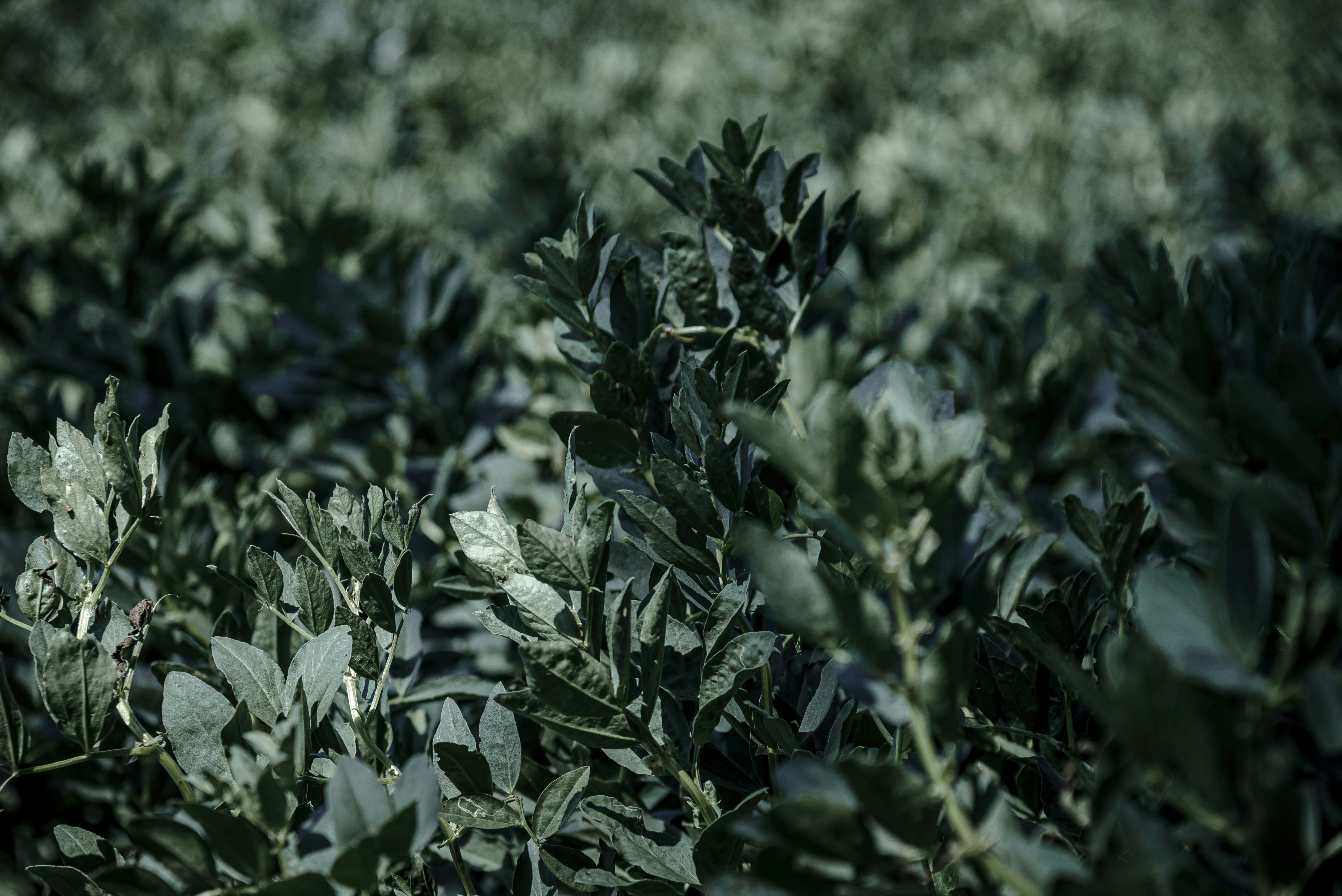 Low-contrast foliage with dappled shade in a dense hedge