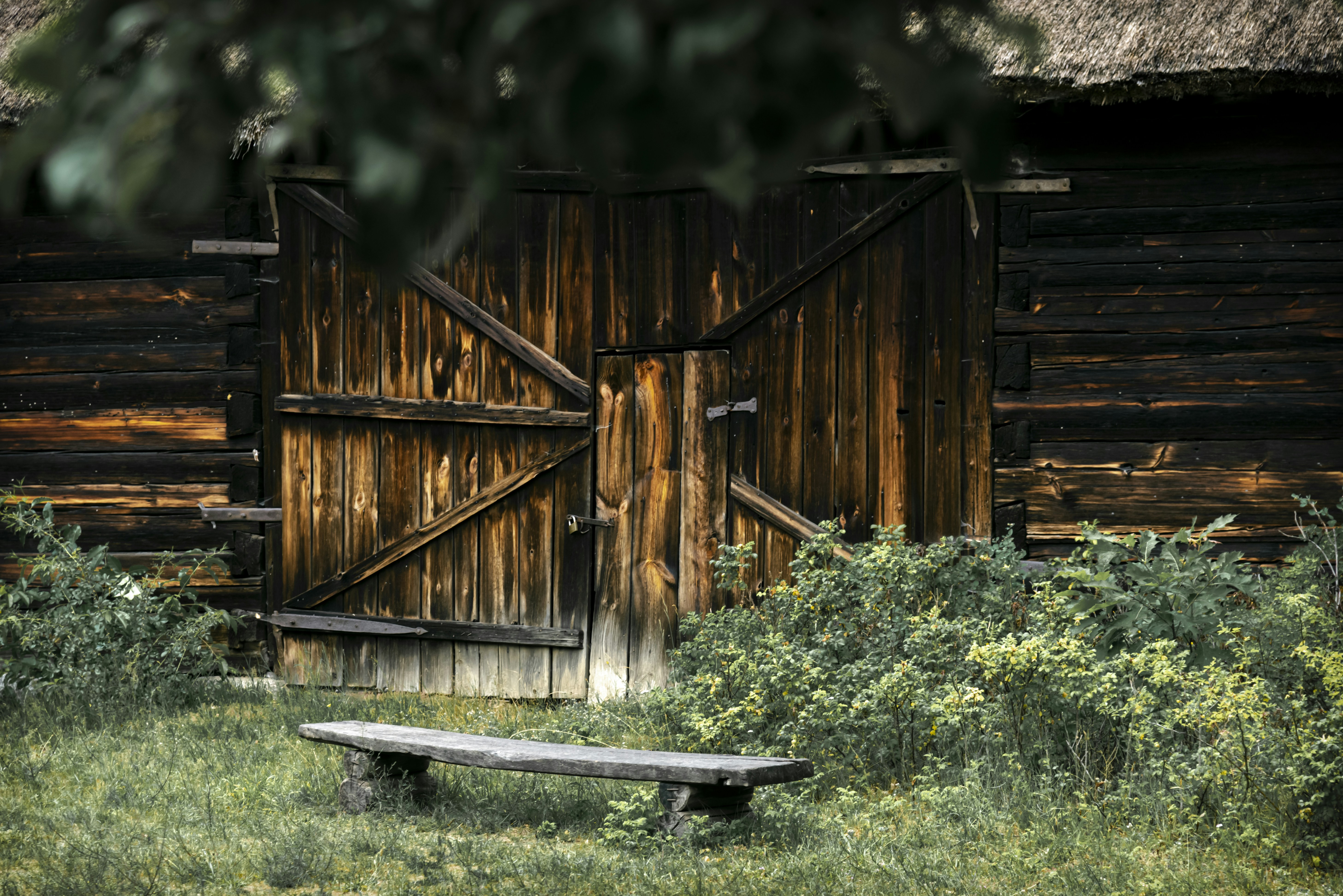 Weathered Barn Gate Beneath Overhanging Branches