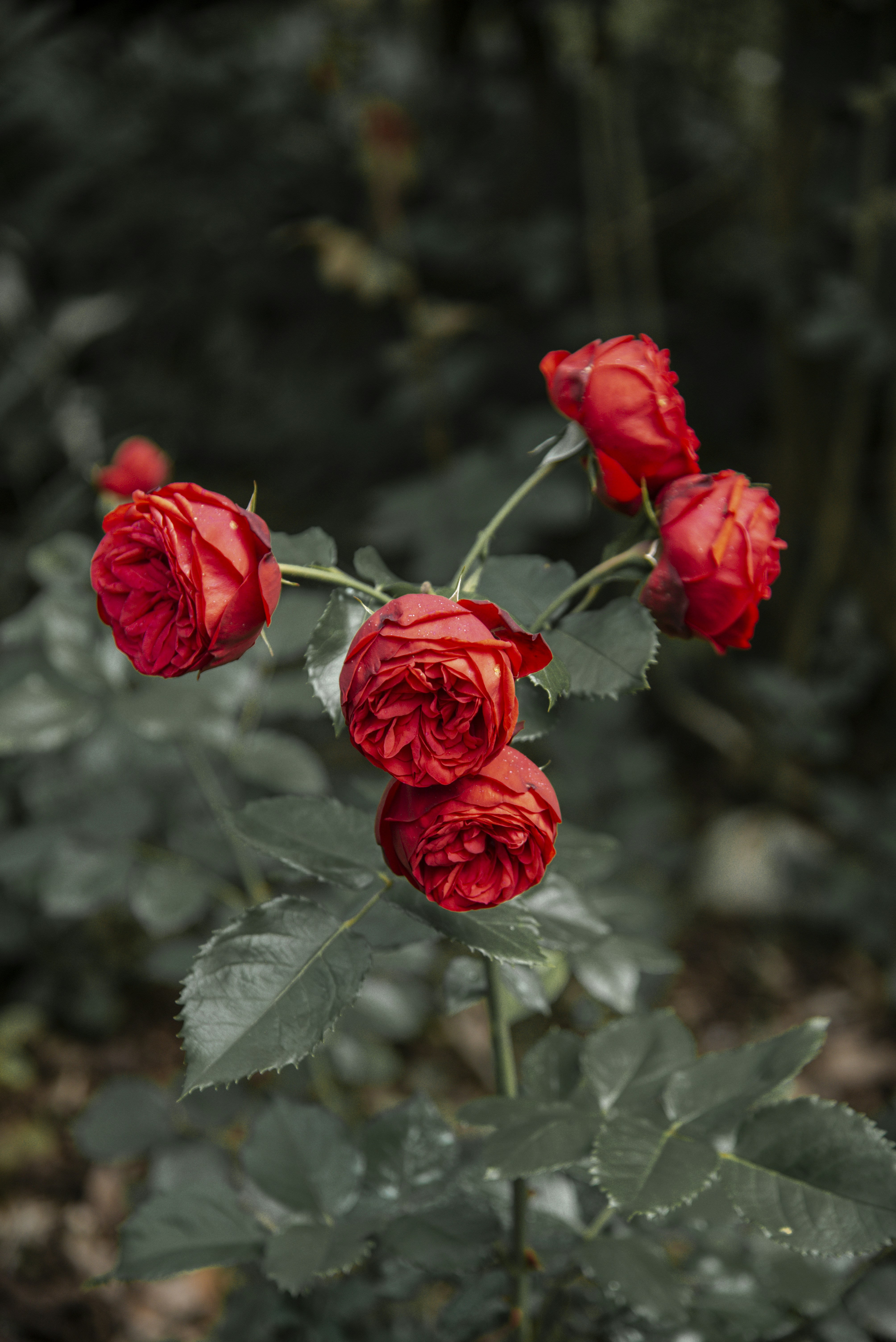 Red Rose Cluster in Soft Focus Garden Rail