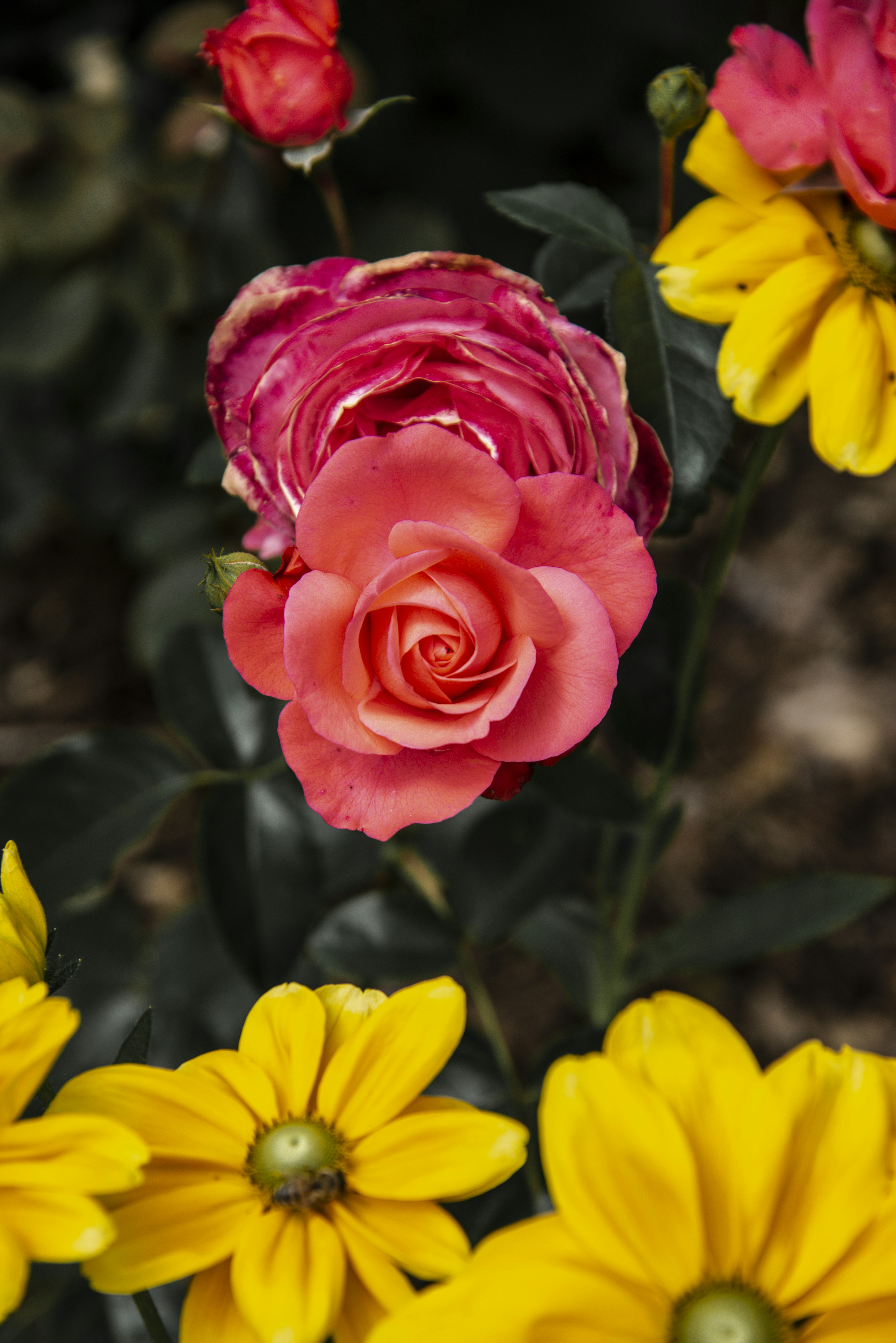 Pink Rose in a Burst of Yellow: A Garden Moment