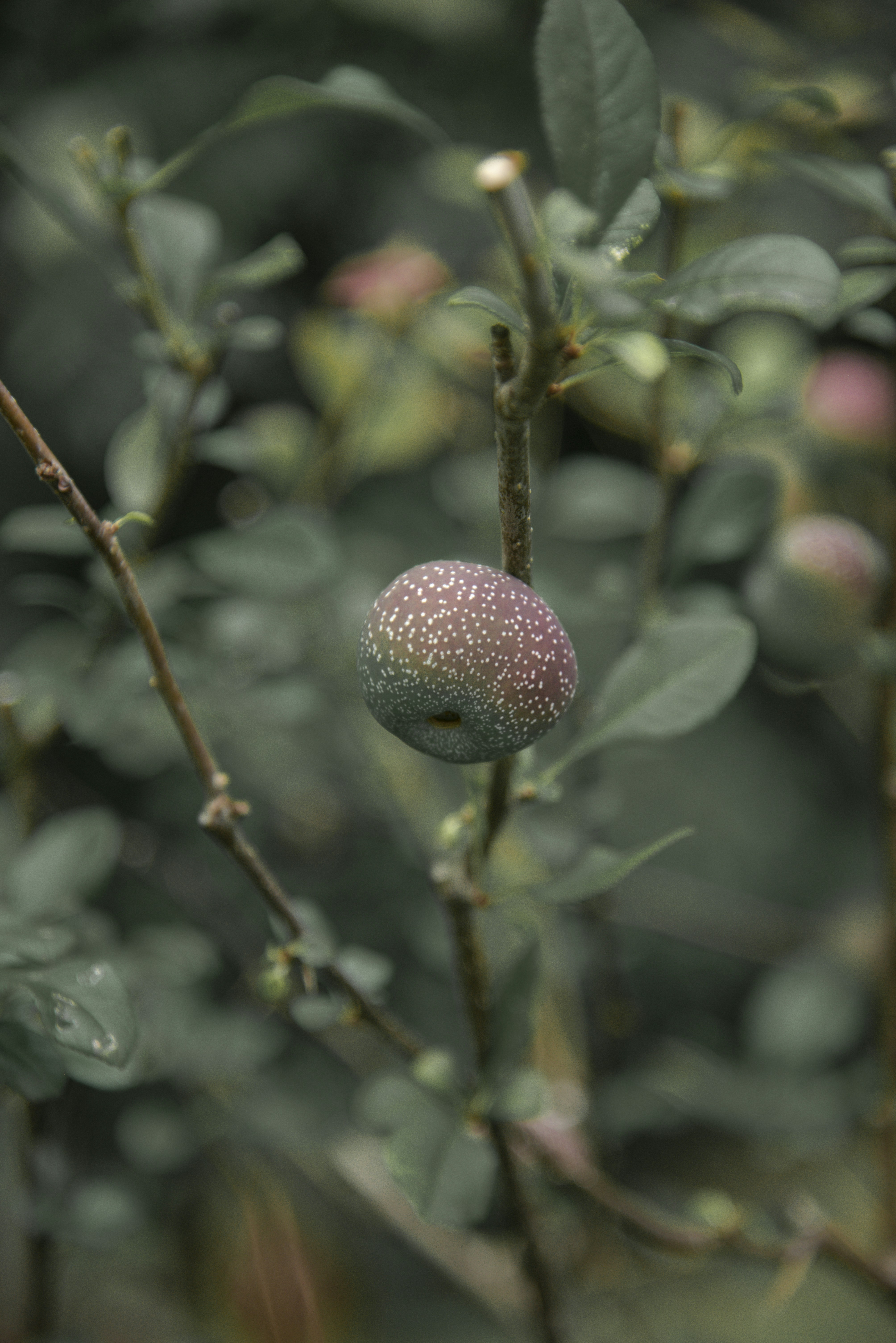 Speckled fruit on a slender branch amid soft-focus foliage