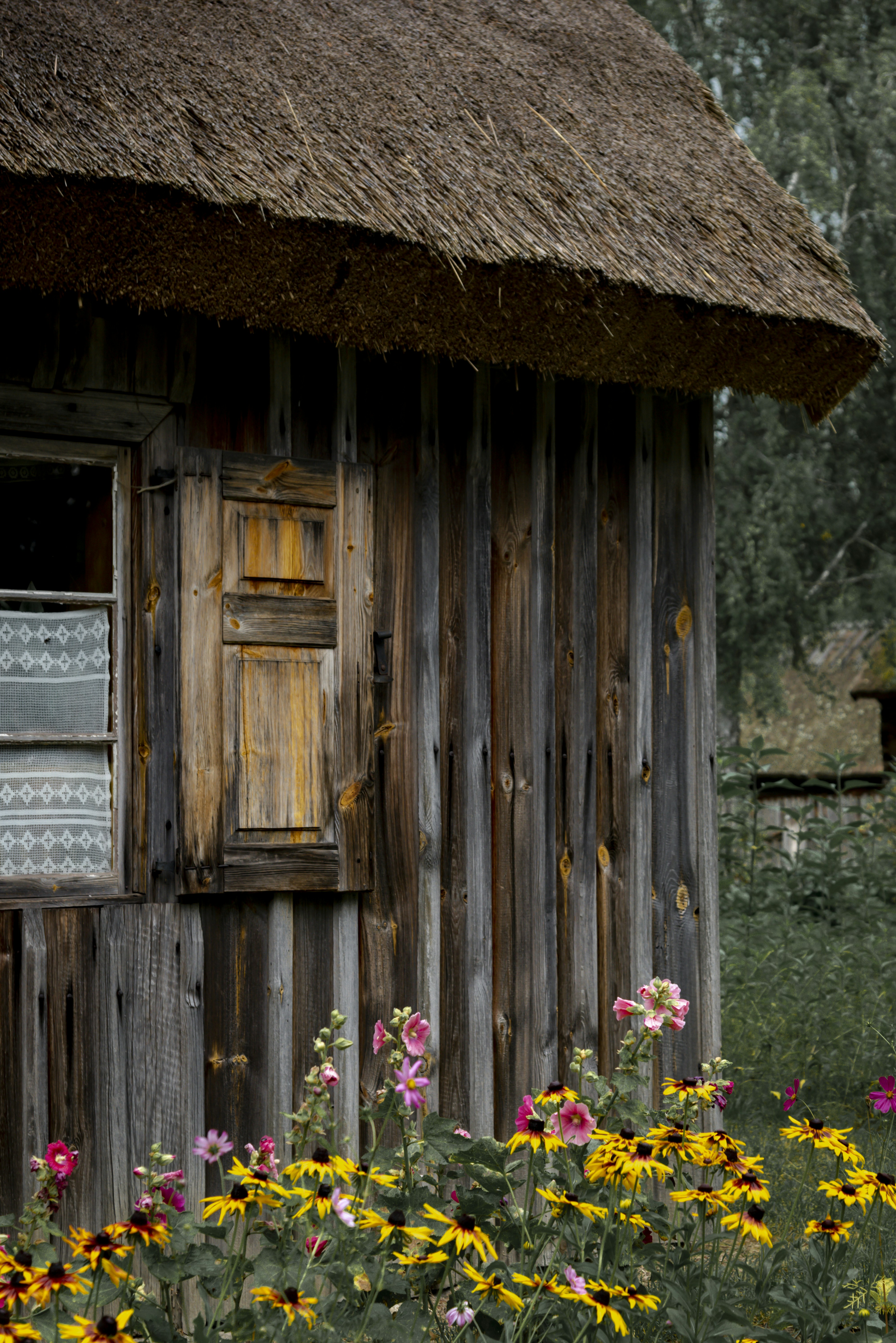 Weathered Wood and Sunlit Seeds