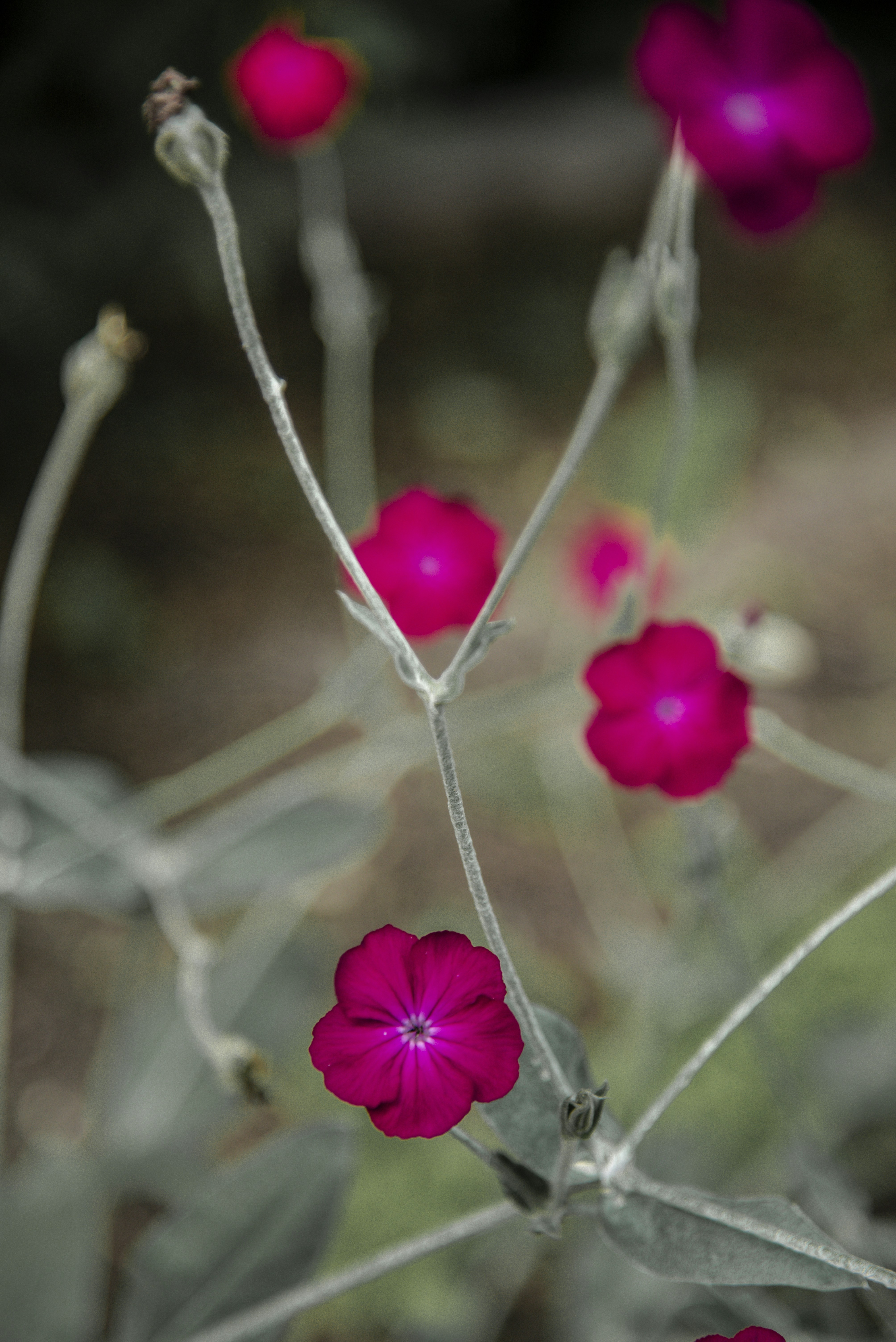 Magenta Five-petal Blooming Amid Soft Silvery Stems
