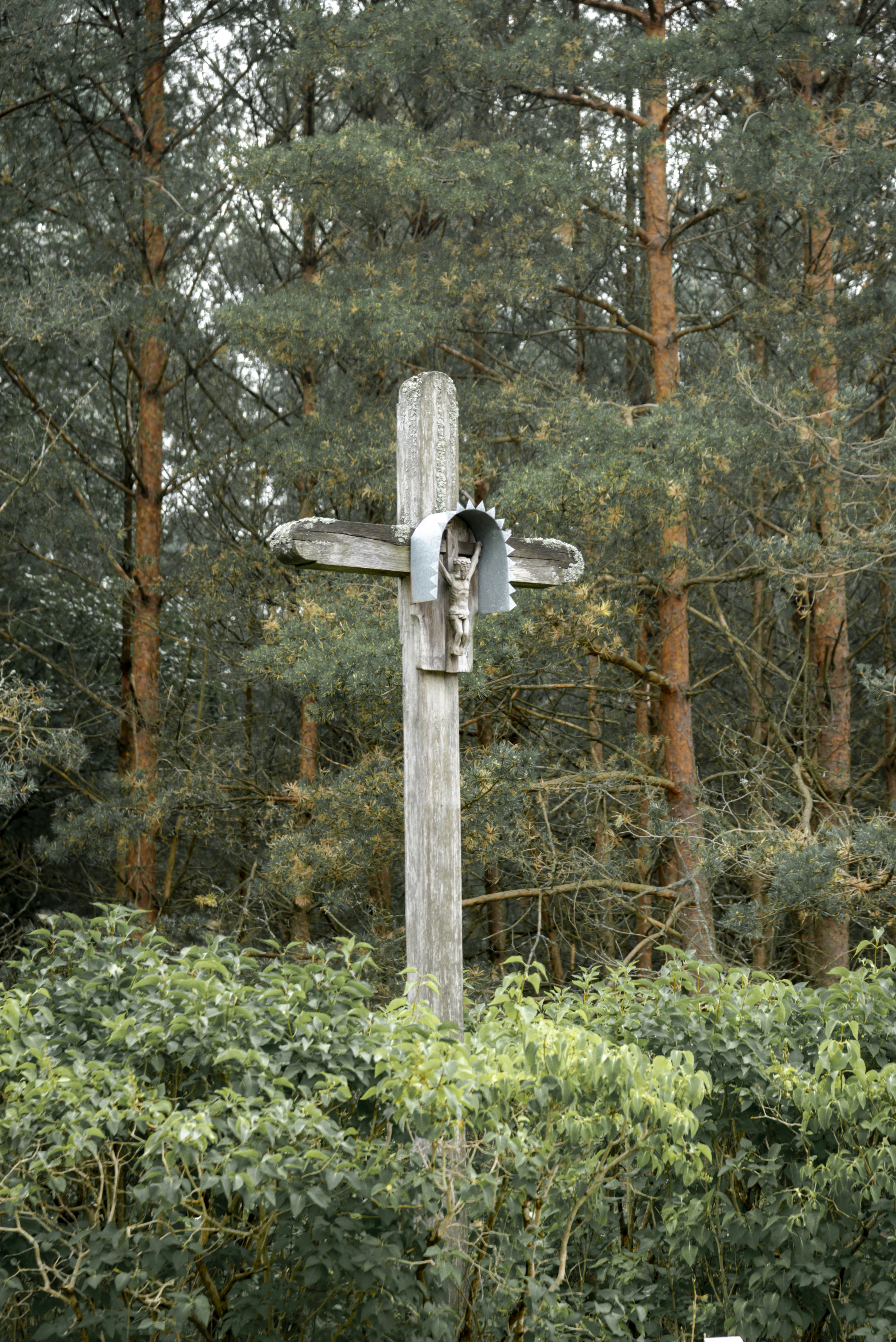 Weathered cross in a pine clearing rises above green undergrowth