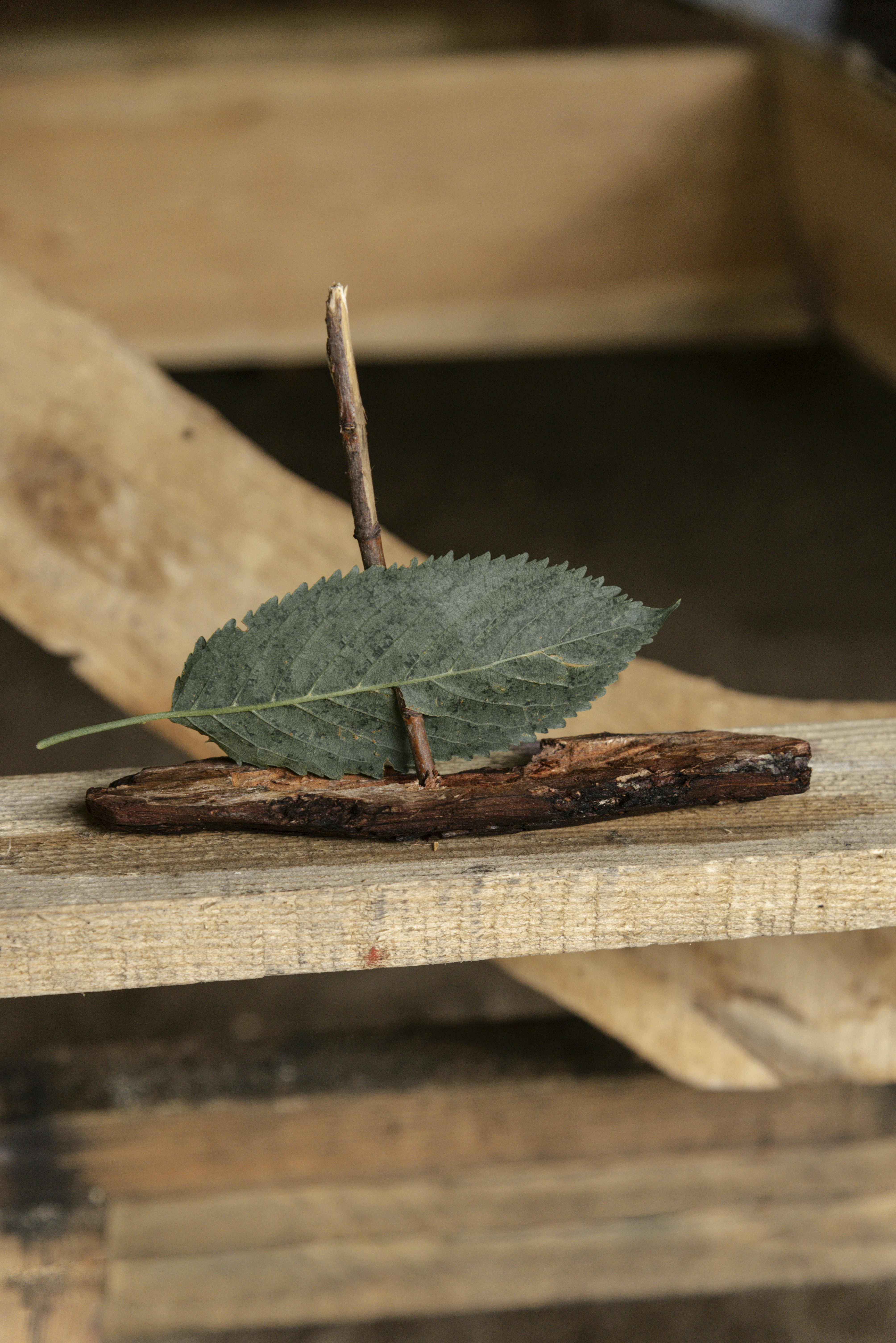 Leaf and twig balance on weathered timber