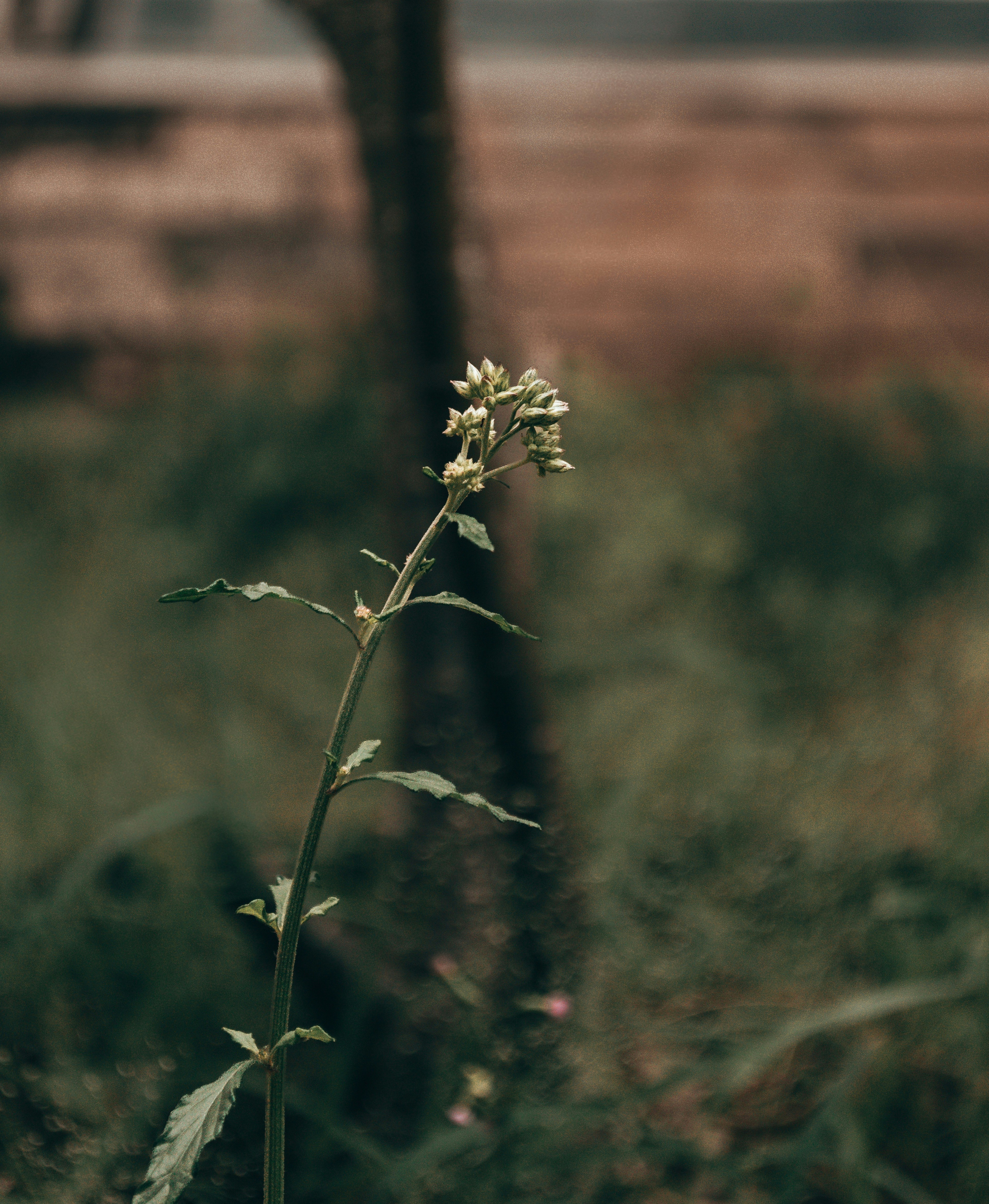 Hardened Stem: A Quiet Bloom Reaches Toward Soft Light