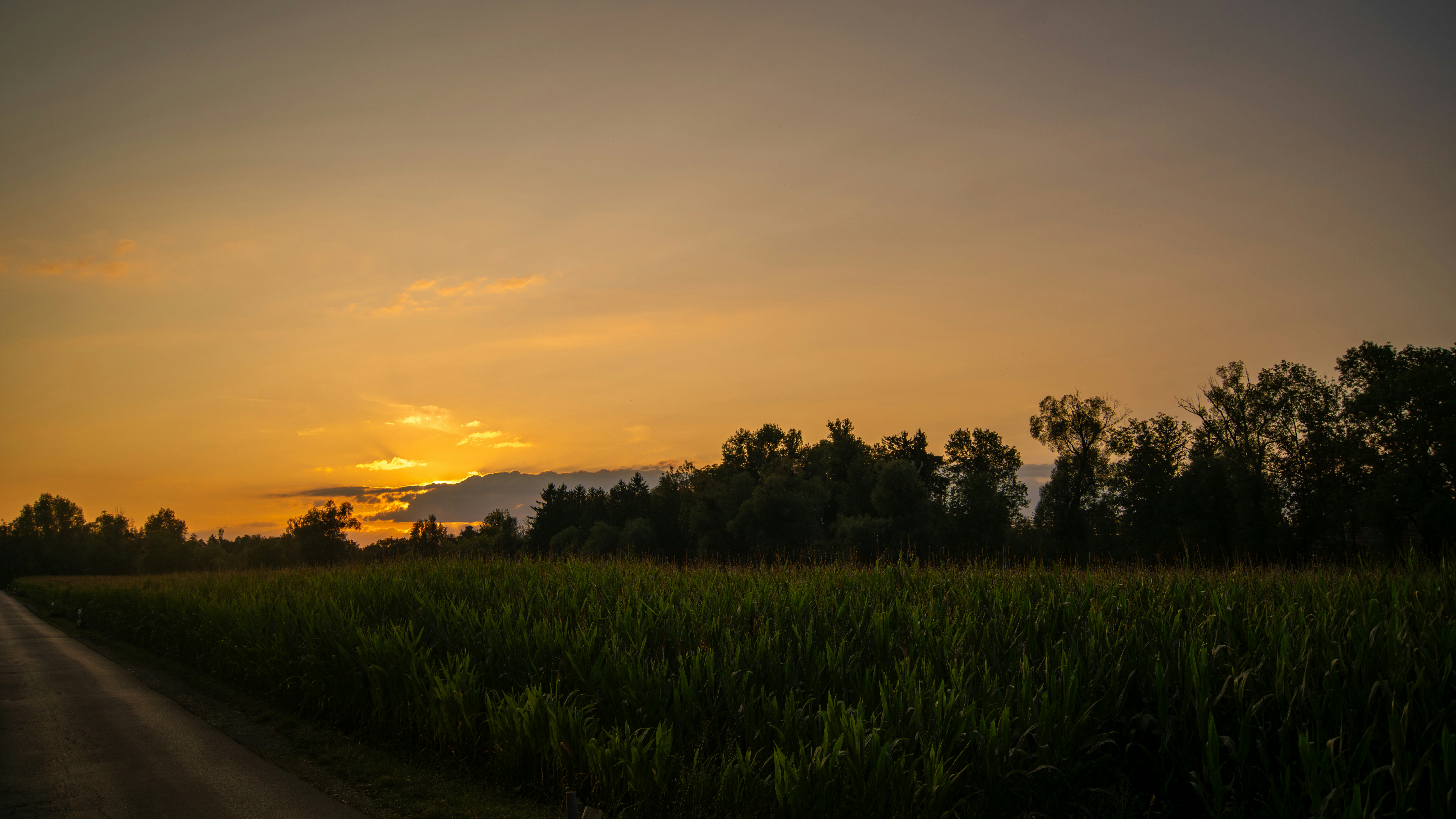 Golden hour scene of a rural cornfield beside a dirt road, with a distant tree line and a warm sky hinting at sunset.