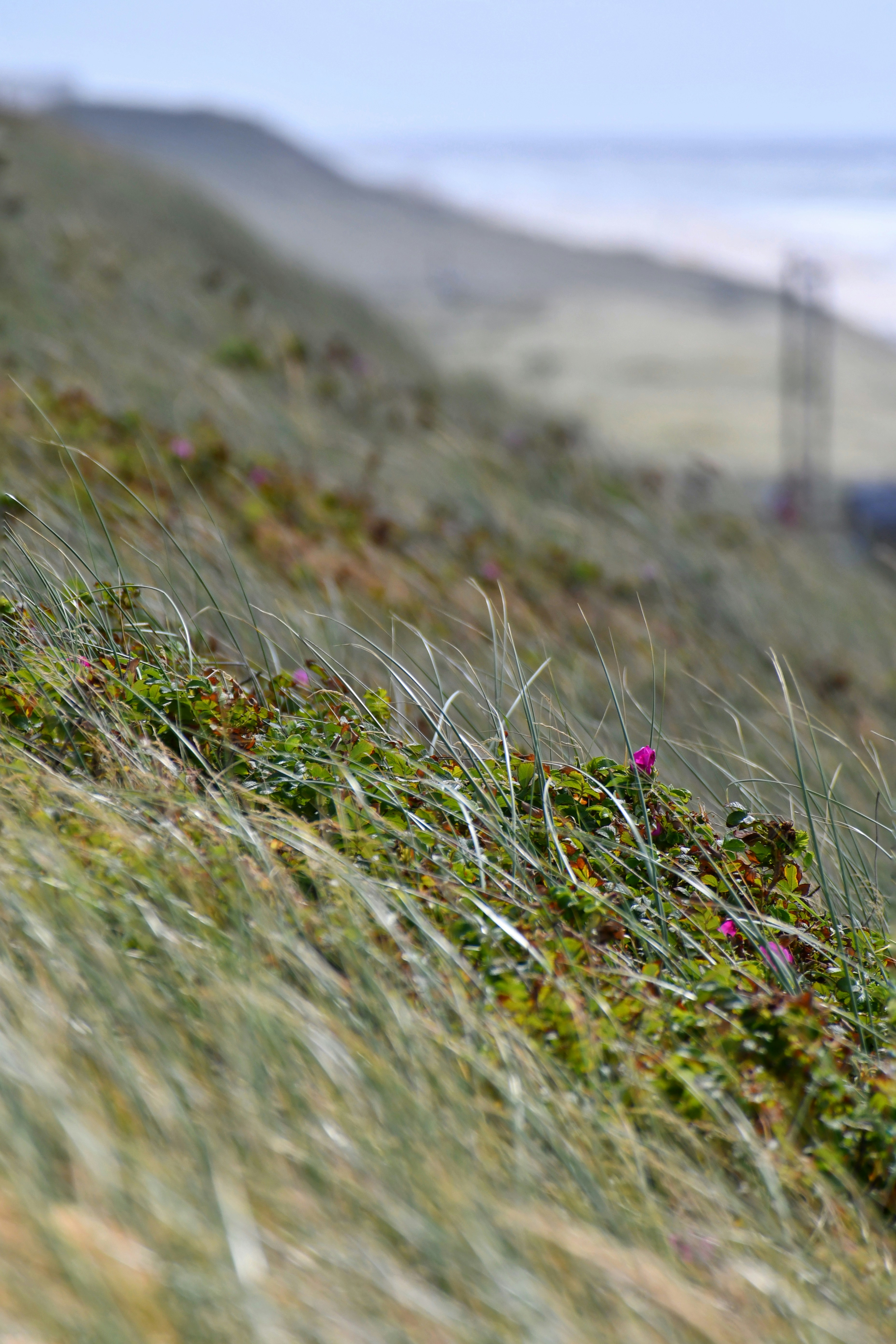 Dune grass in soft focus by the shoreline