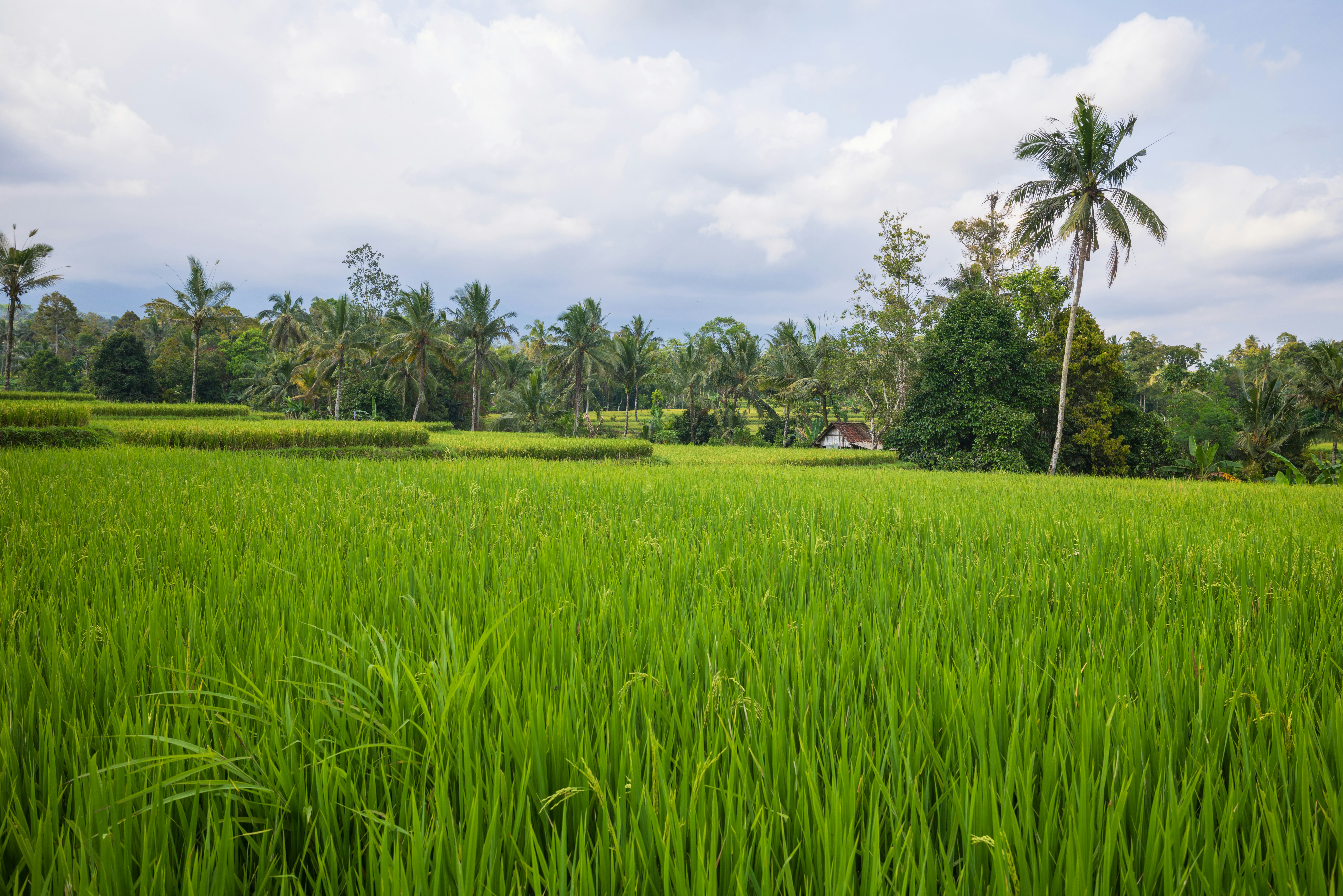 Verdant Horizon: Rice Fields under a Quiet Sky