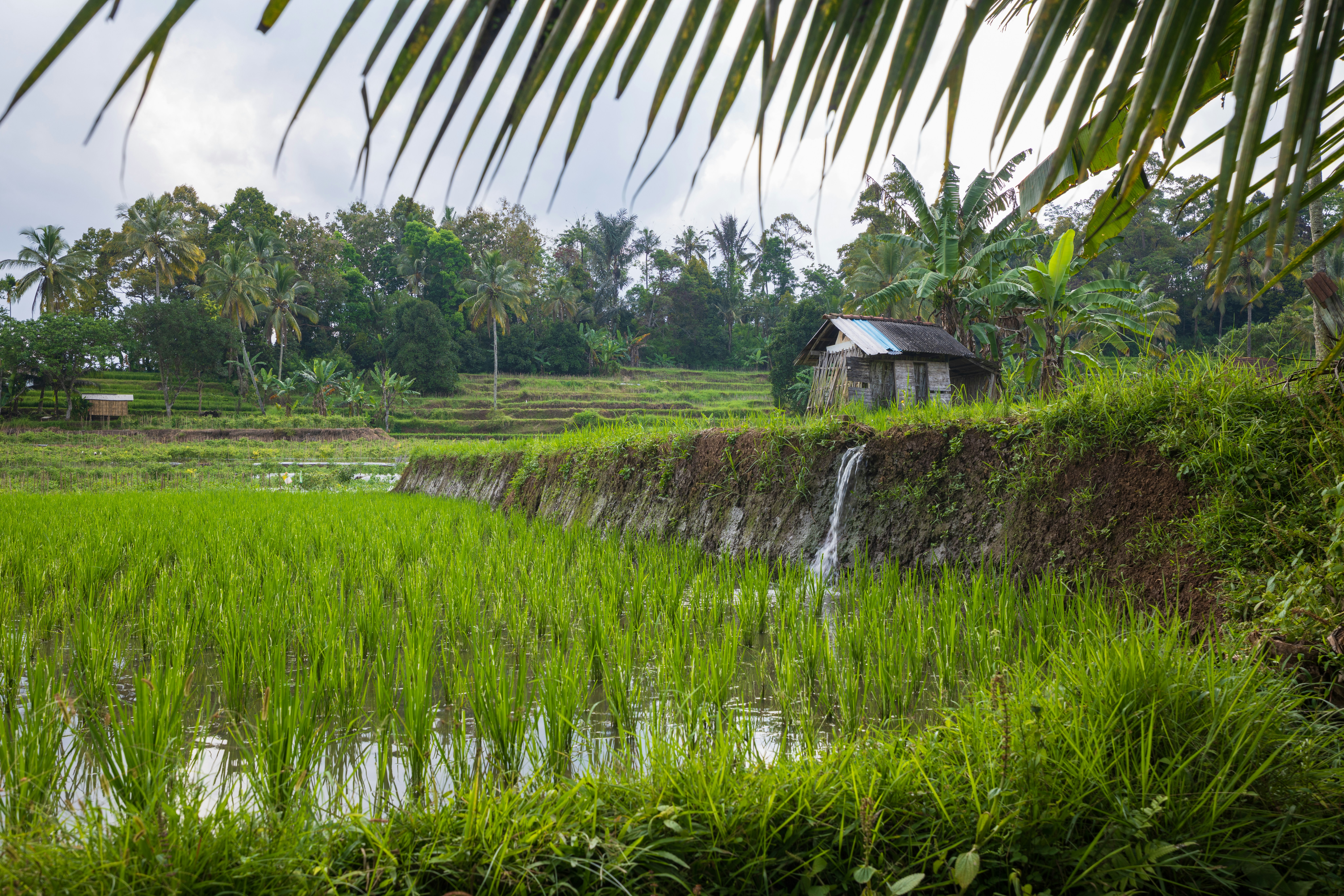 Verdant rice fields with a small humble house perched on a bank, framed by overhanging palm fronds and a distant tree line.