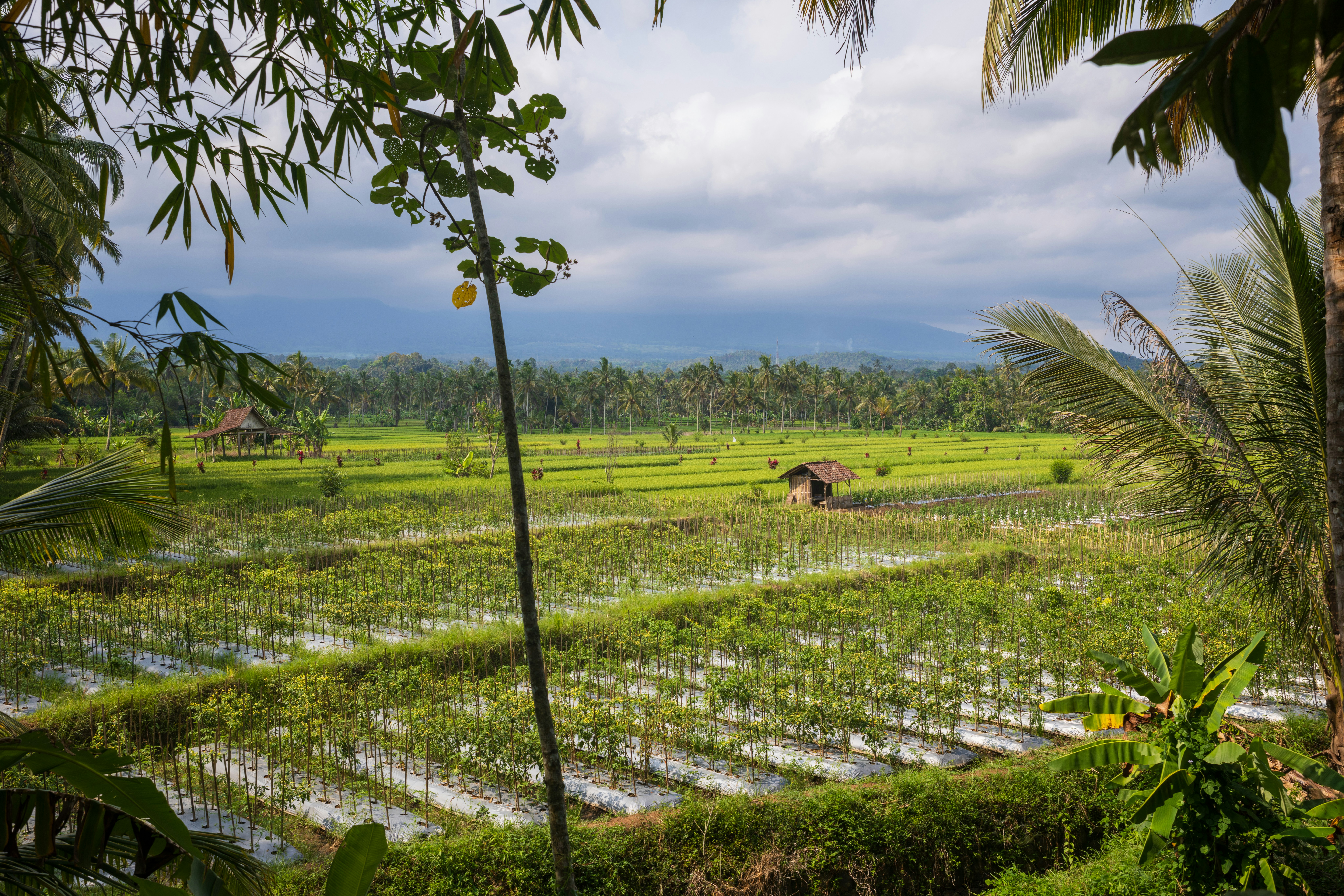A Quiet Rice Terrace Framing a Horizon of Green