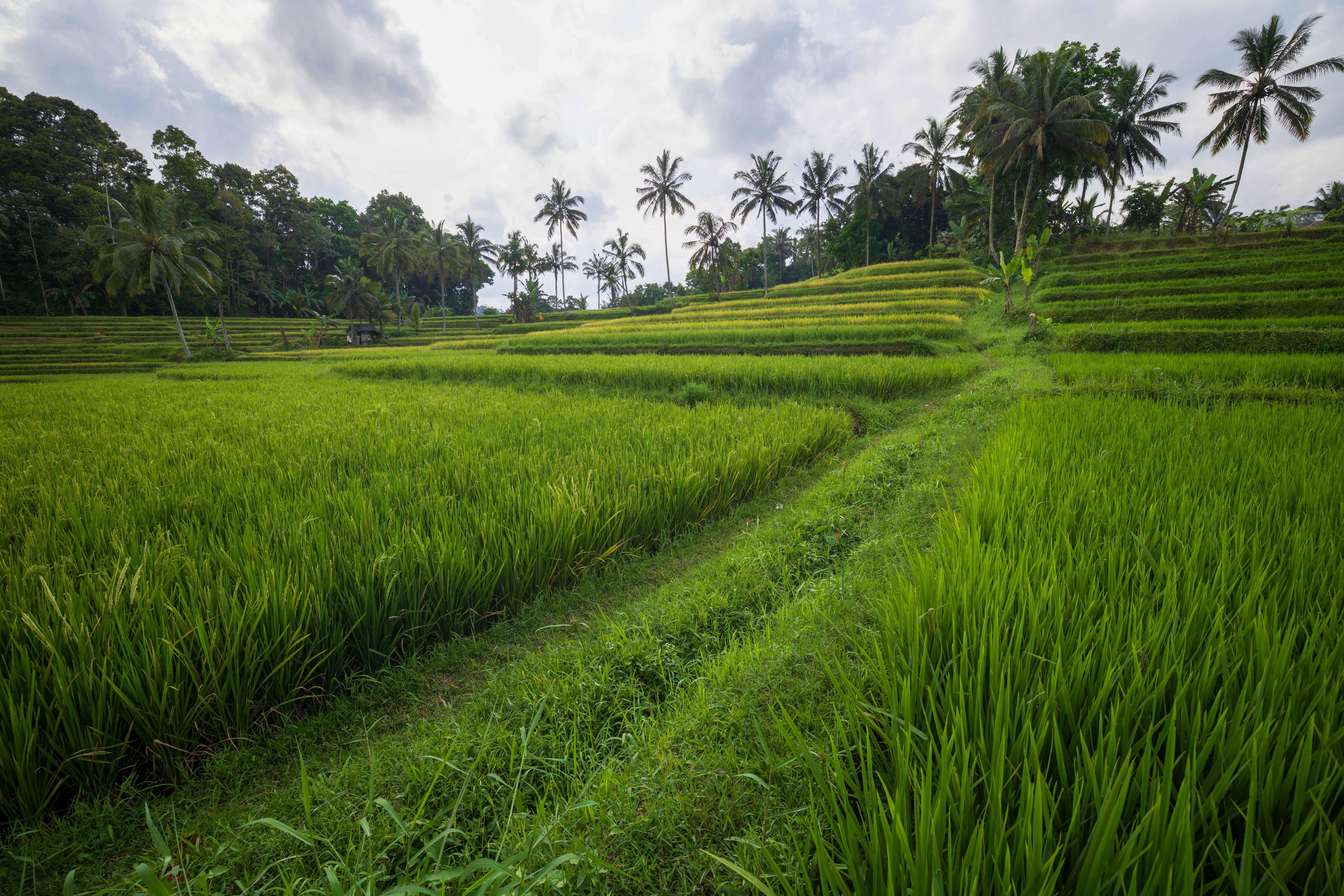 Terraced Green: A Path Through the Rice Fields Under Palm Shade