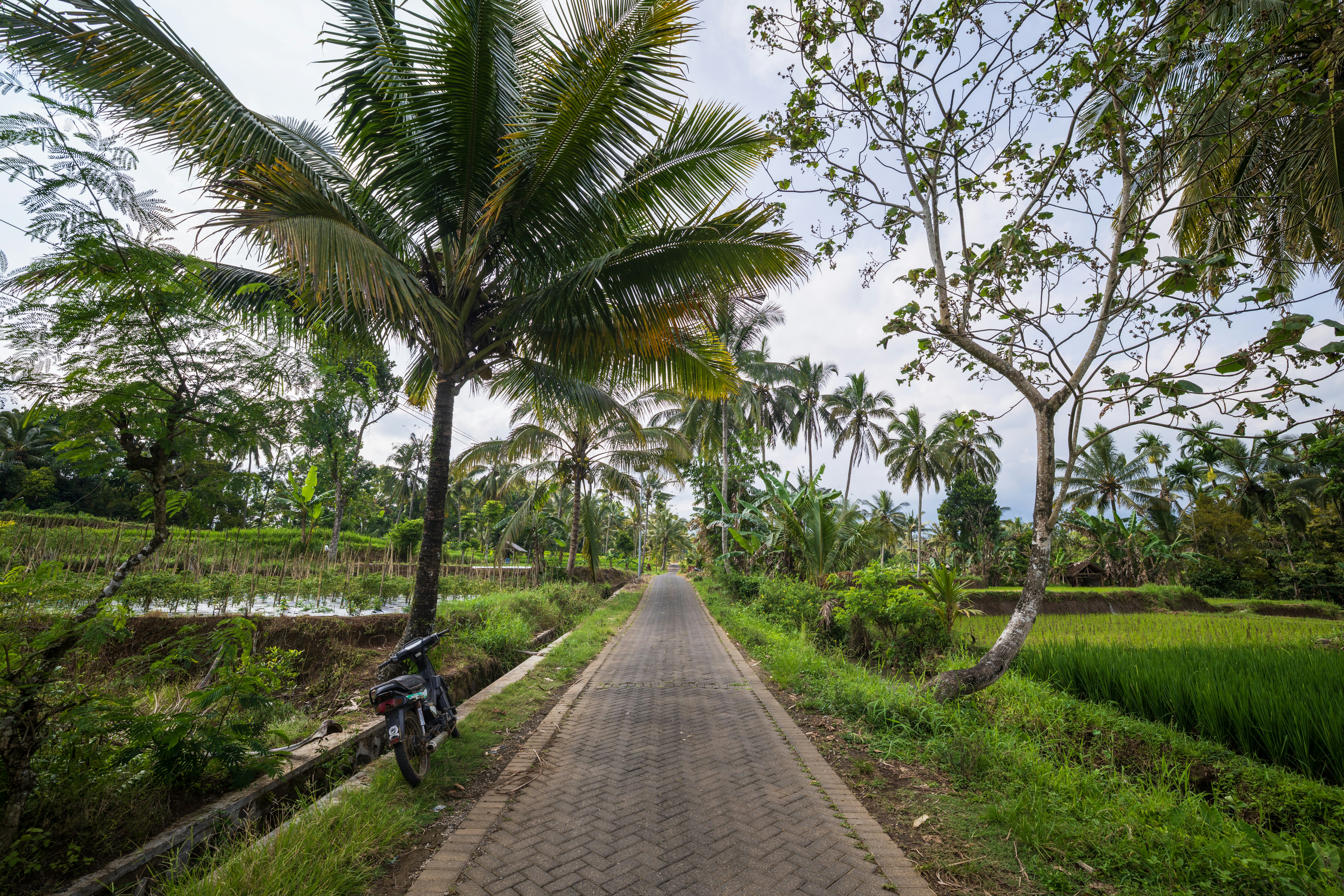Palm-lined rural road toward a distant horizon