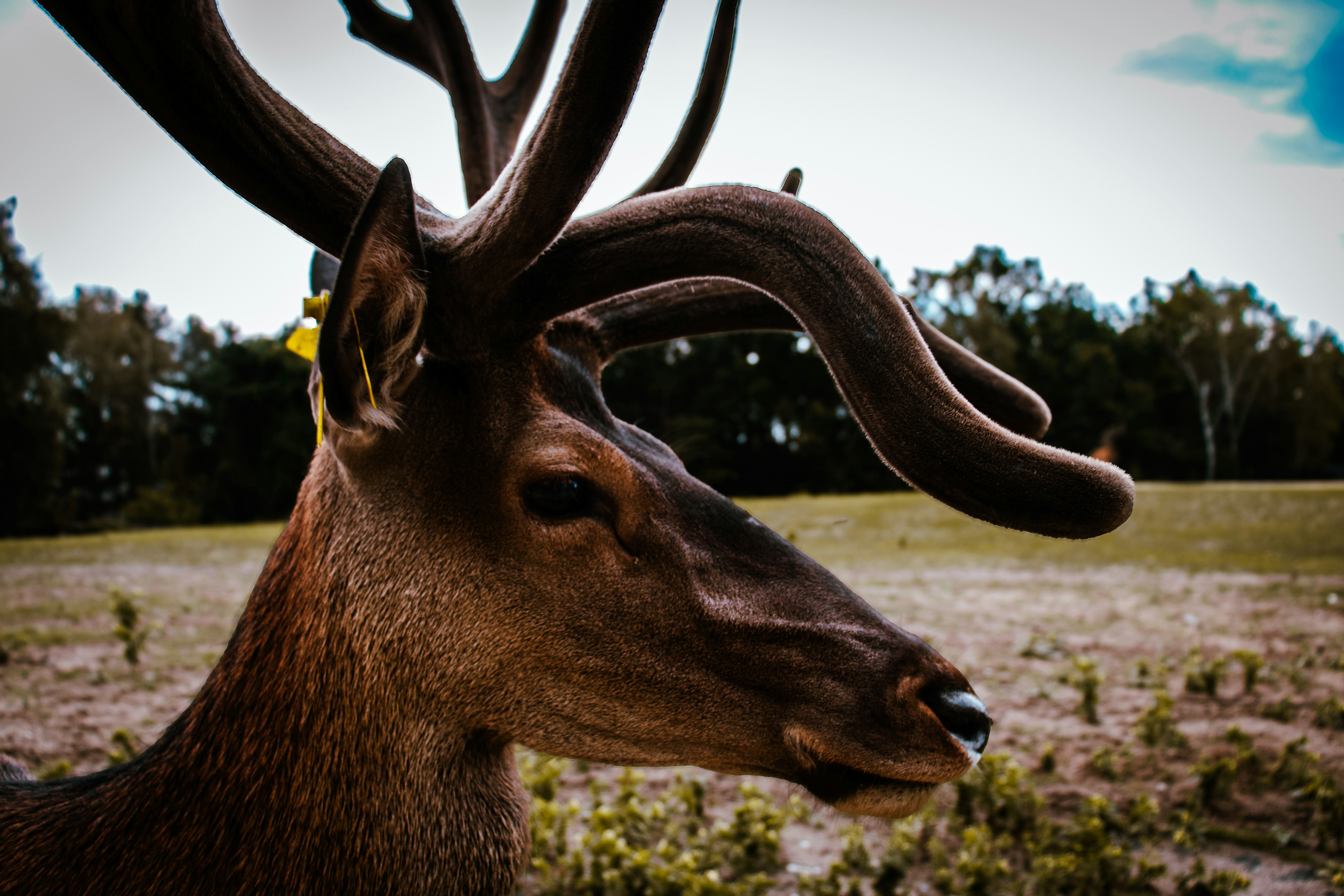 Majestic Stag in Quiet Field: A Close-Up Portrait with Velvet Antlers