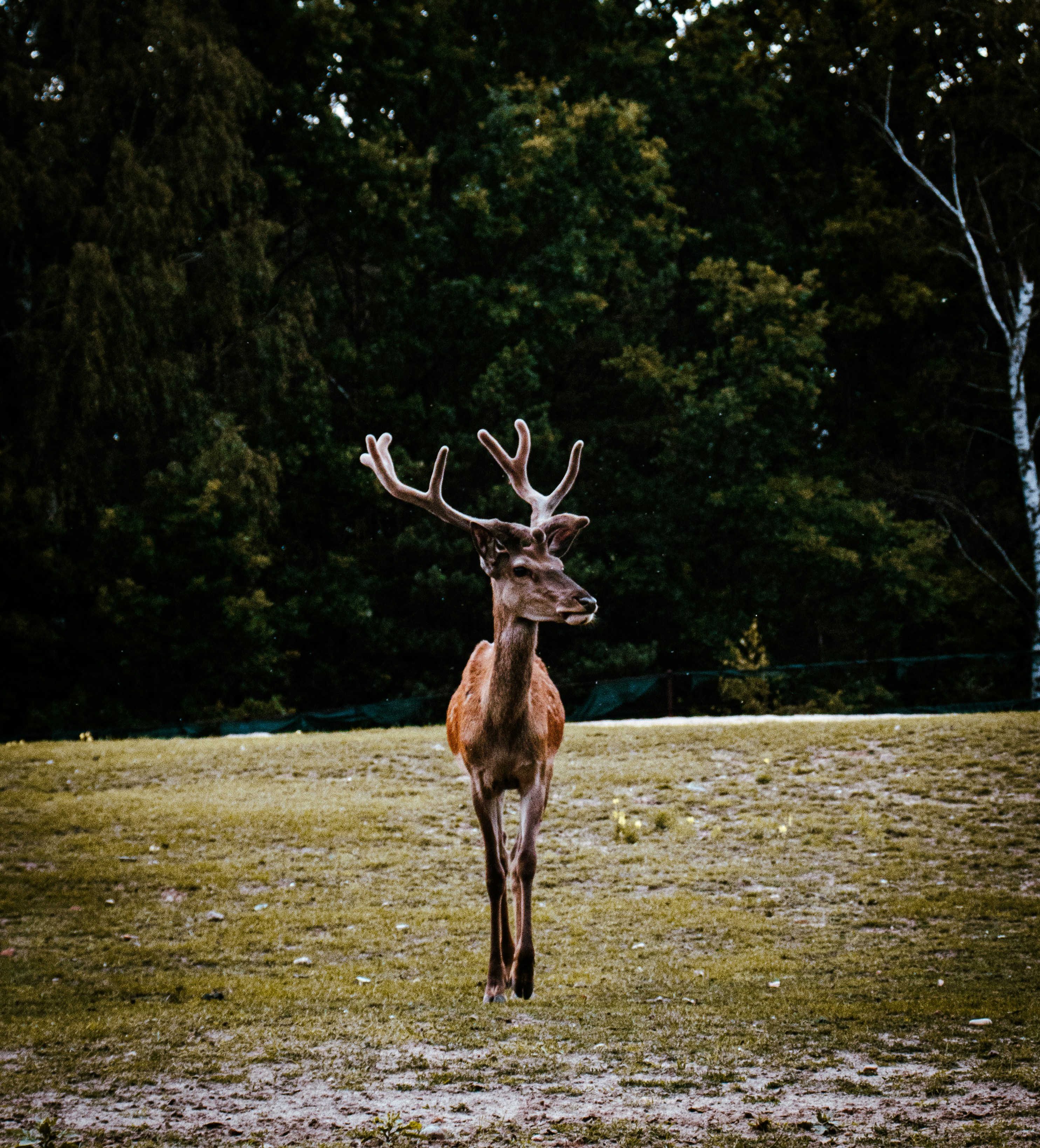Majestic Stare: a solitary stag on the frost-kissed field