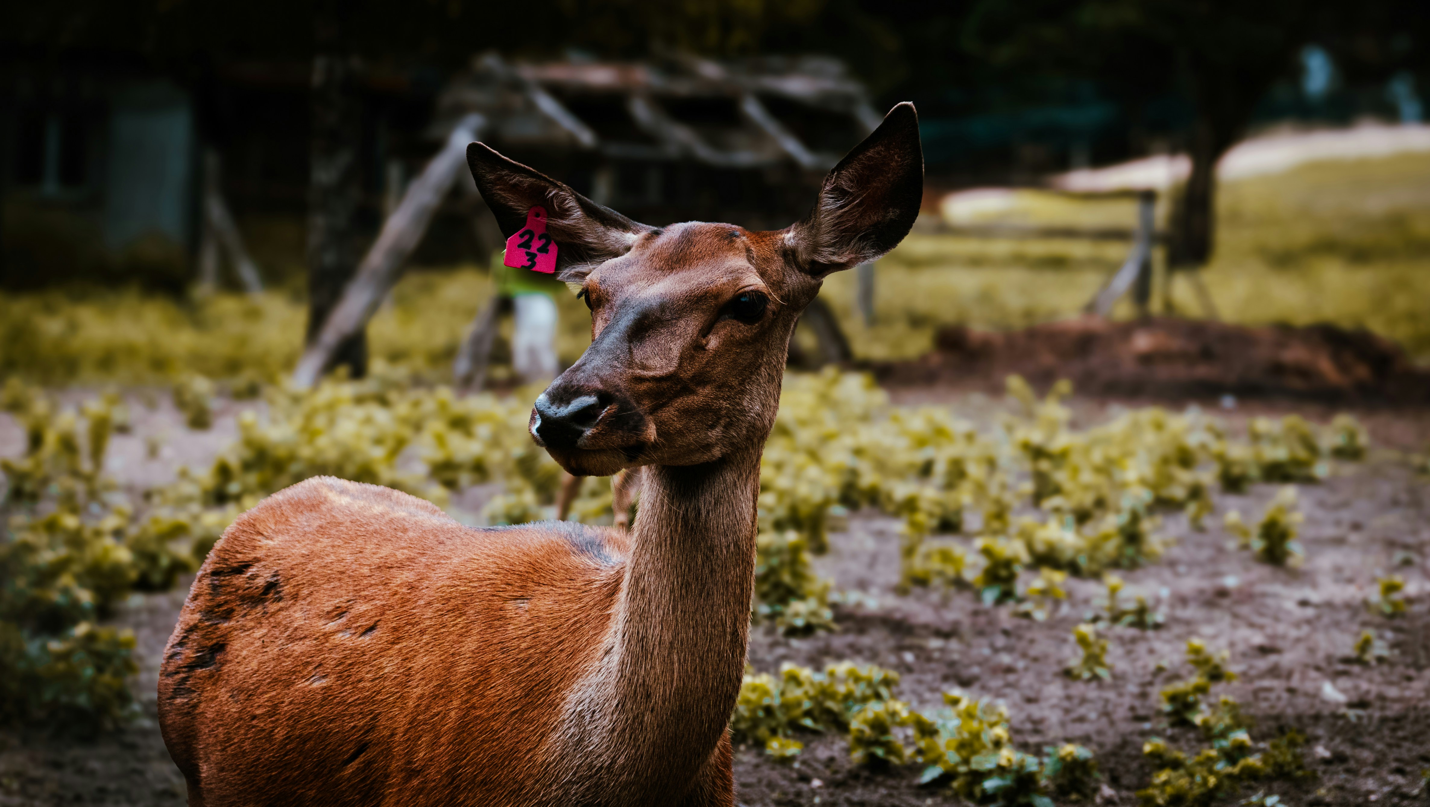 Amber-Eyed Doe in a Quiet Yard