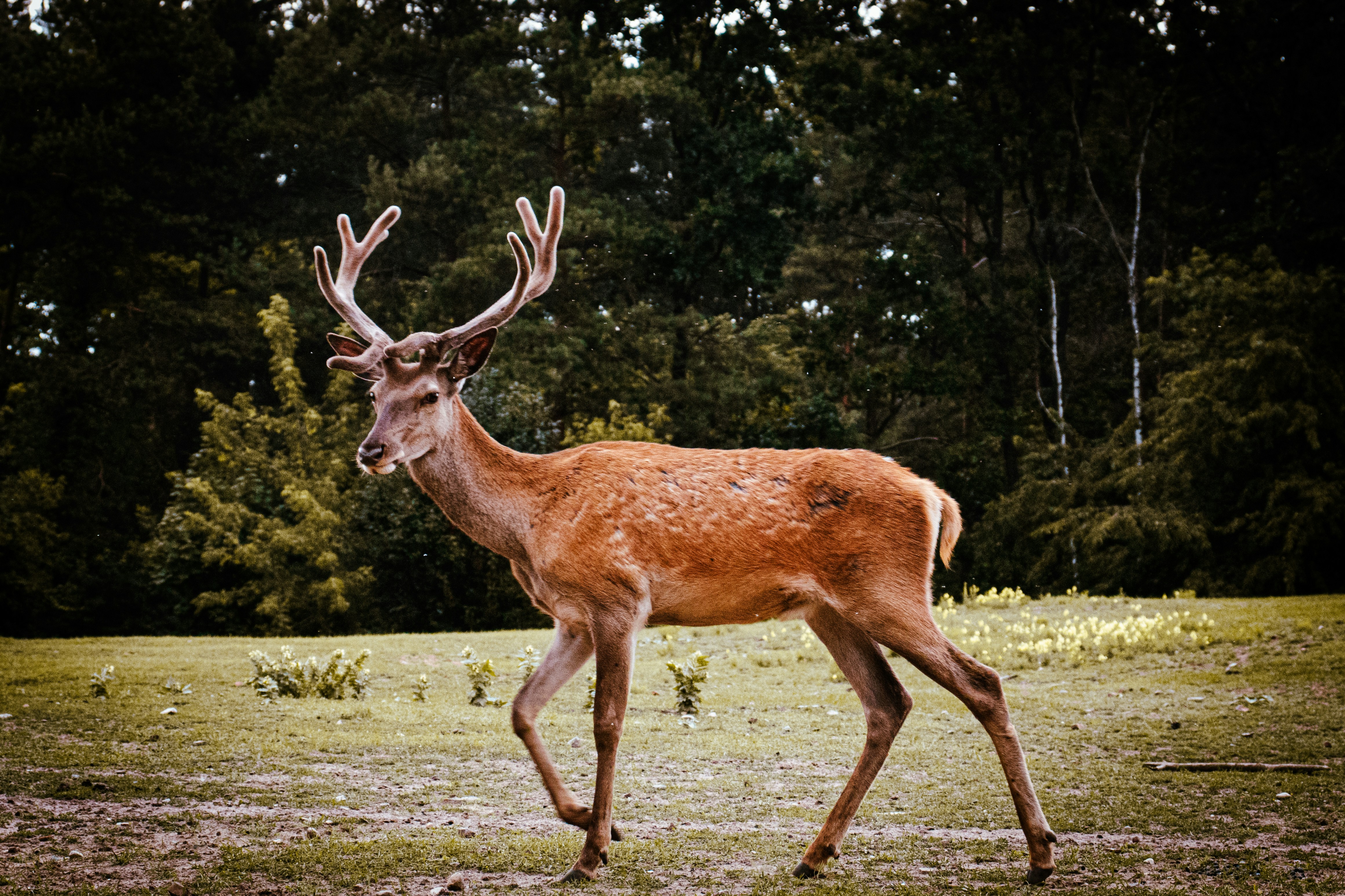 Majestic Stag in Twilight Grassland