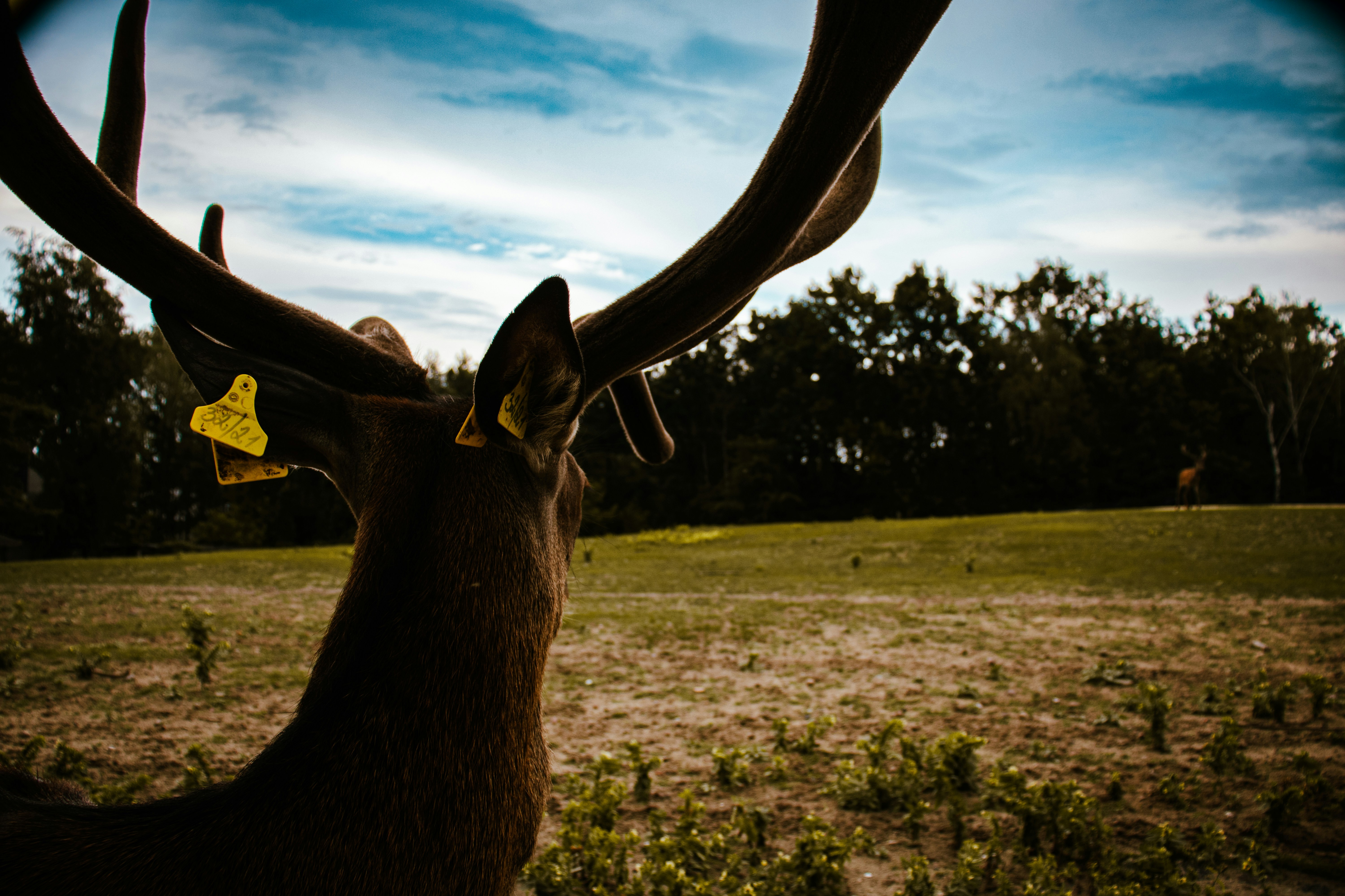 Antlered silhouette: the viewer’s gaze resting on the deer's regal crown