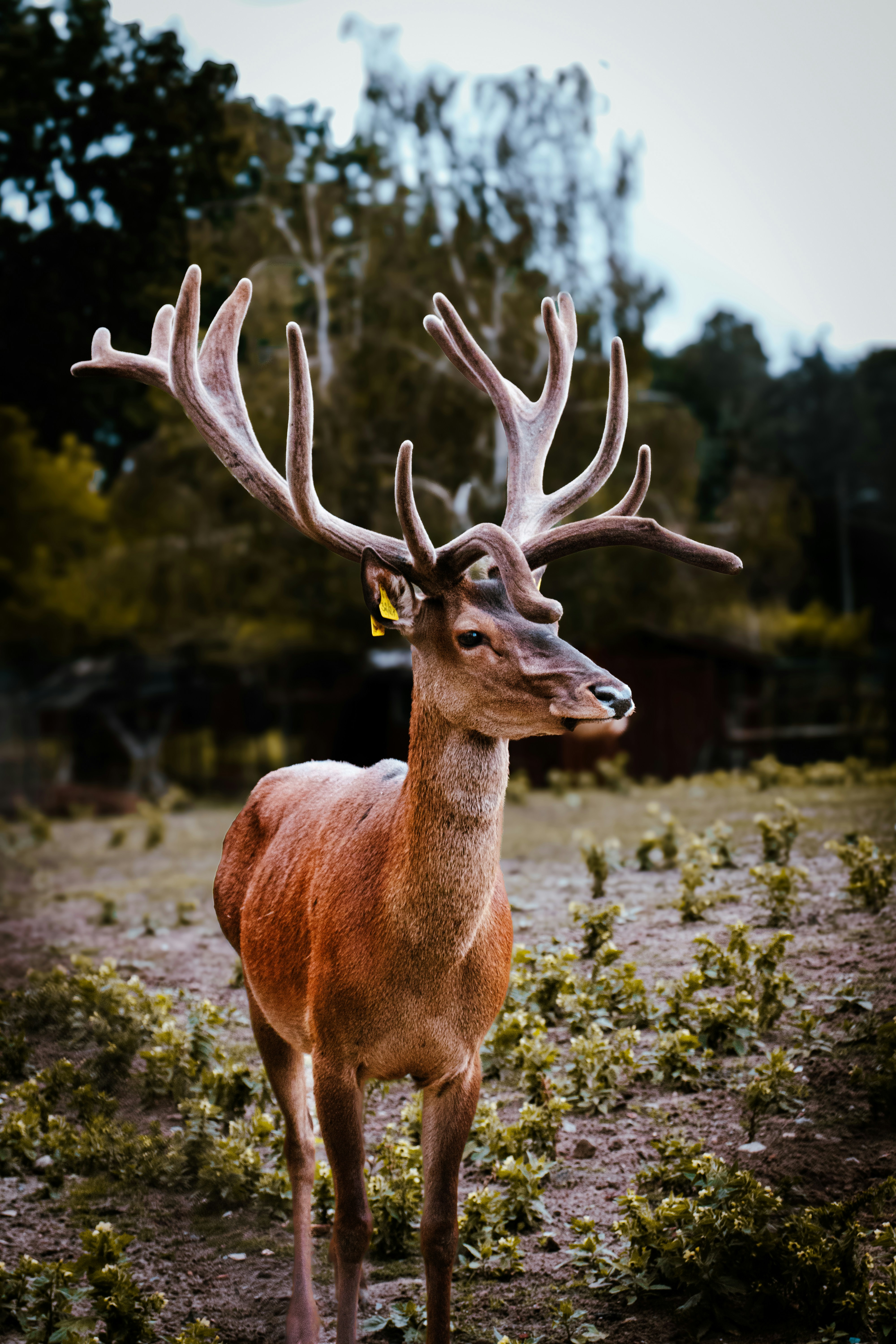 Majestic Stag Awaits the Quiet Dusk
