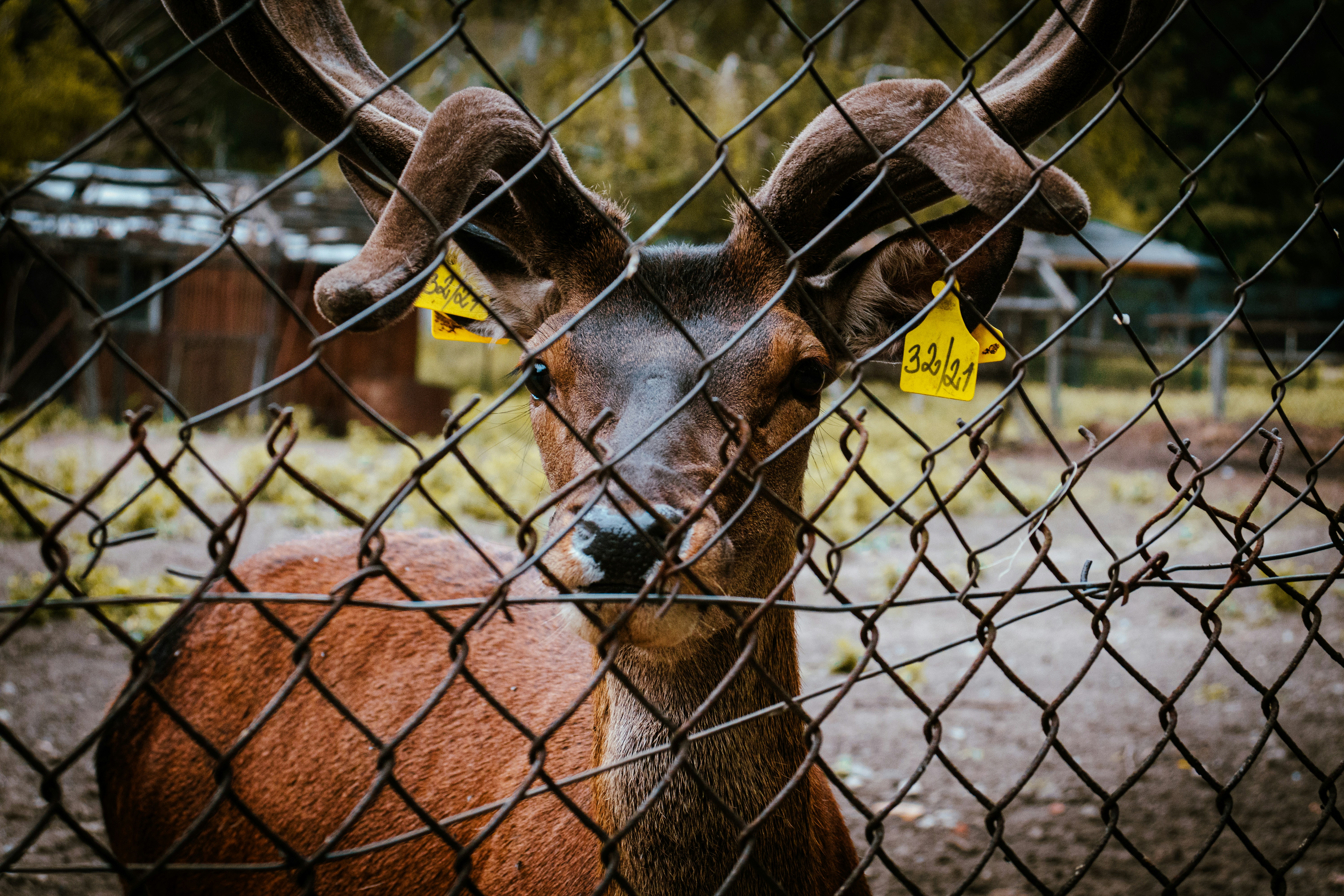 Curious Buck Behind Chainlink: A Close Encounter at the Fence