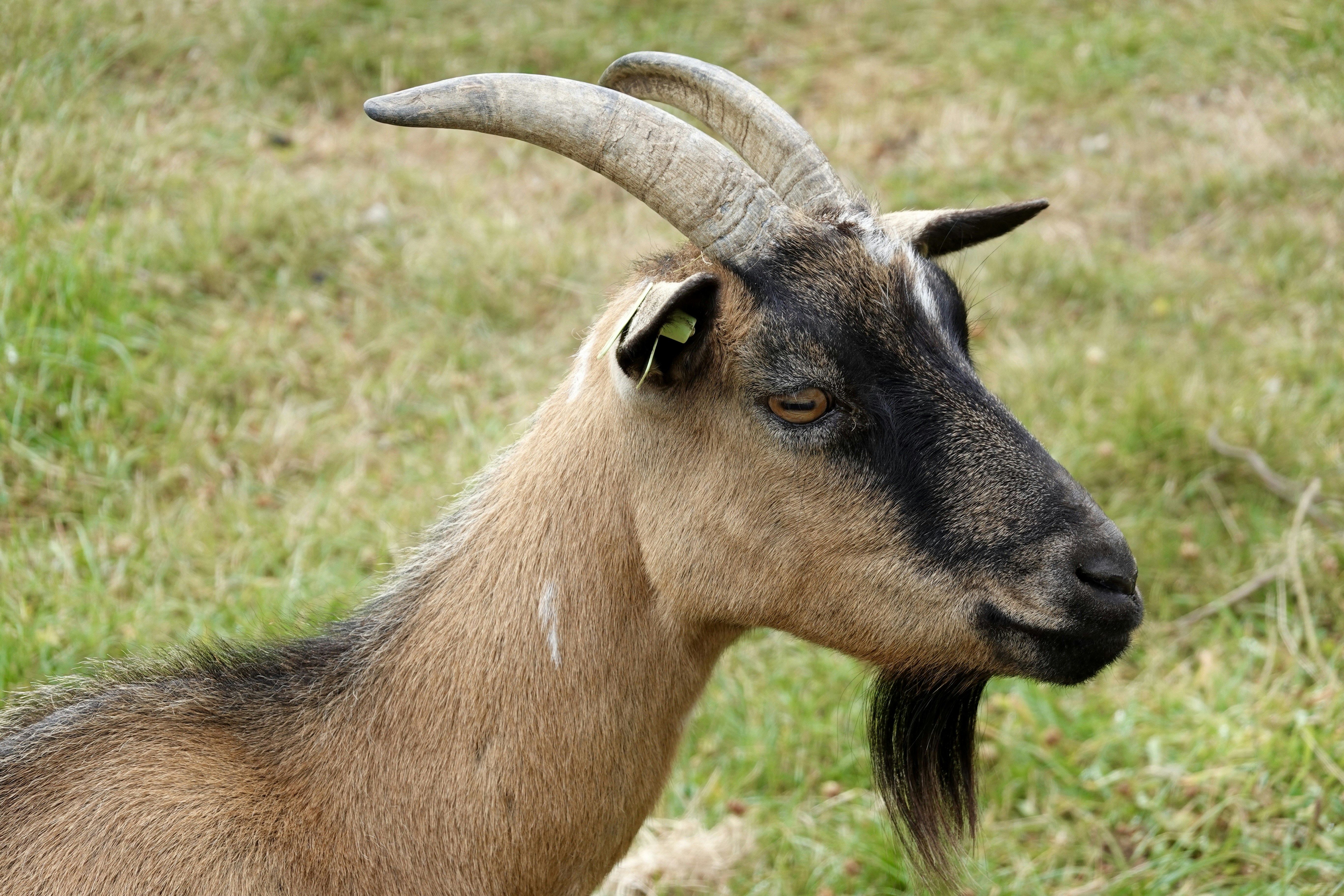 Curved Horns, Quiet Strength: A Field-Dwelling Goat in Focus