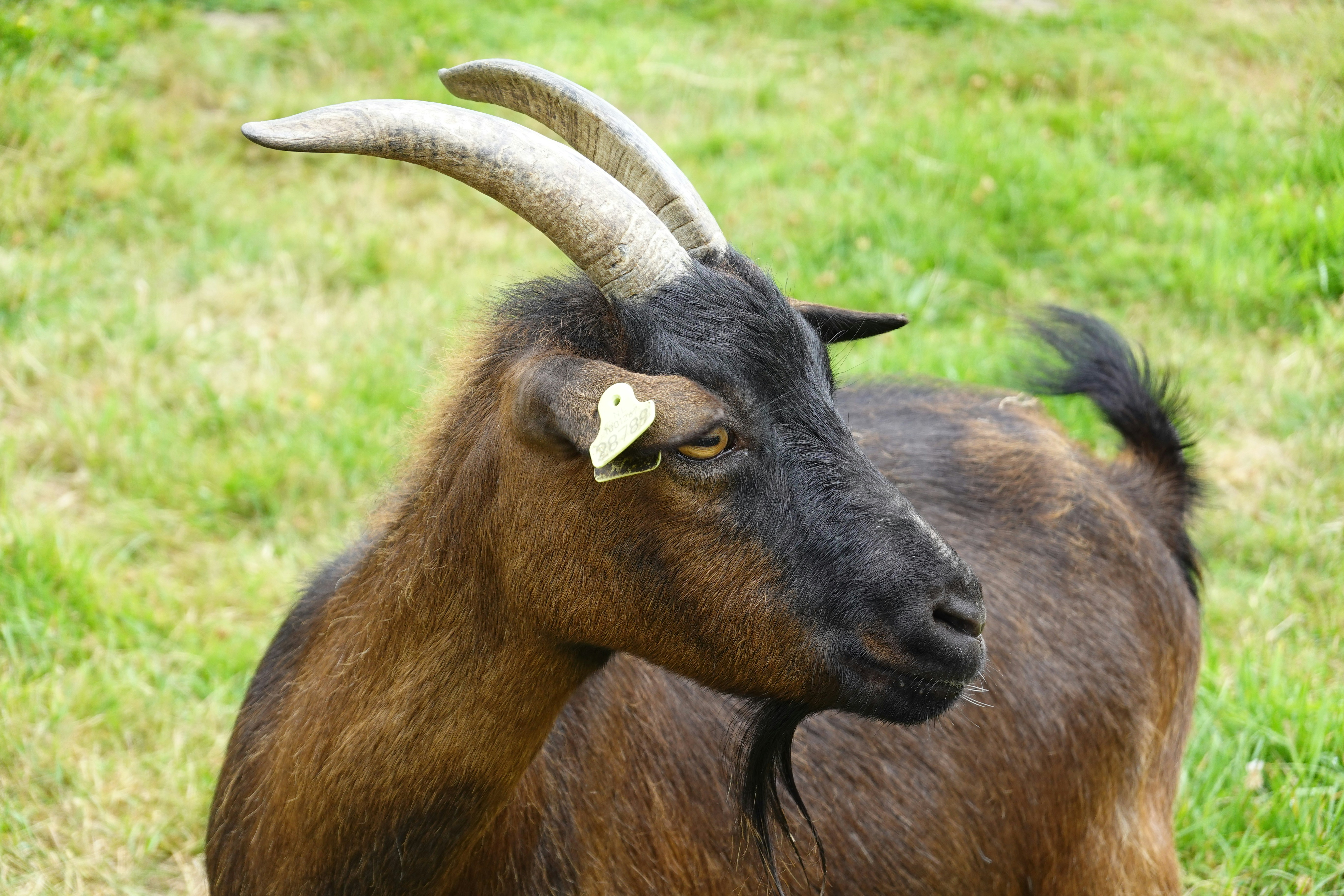 Horned silhouette: a goat in pasture with a curious gaze