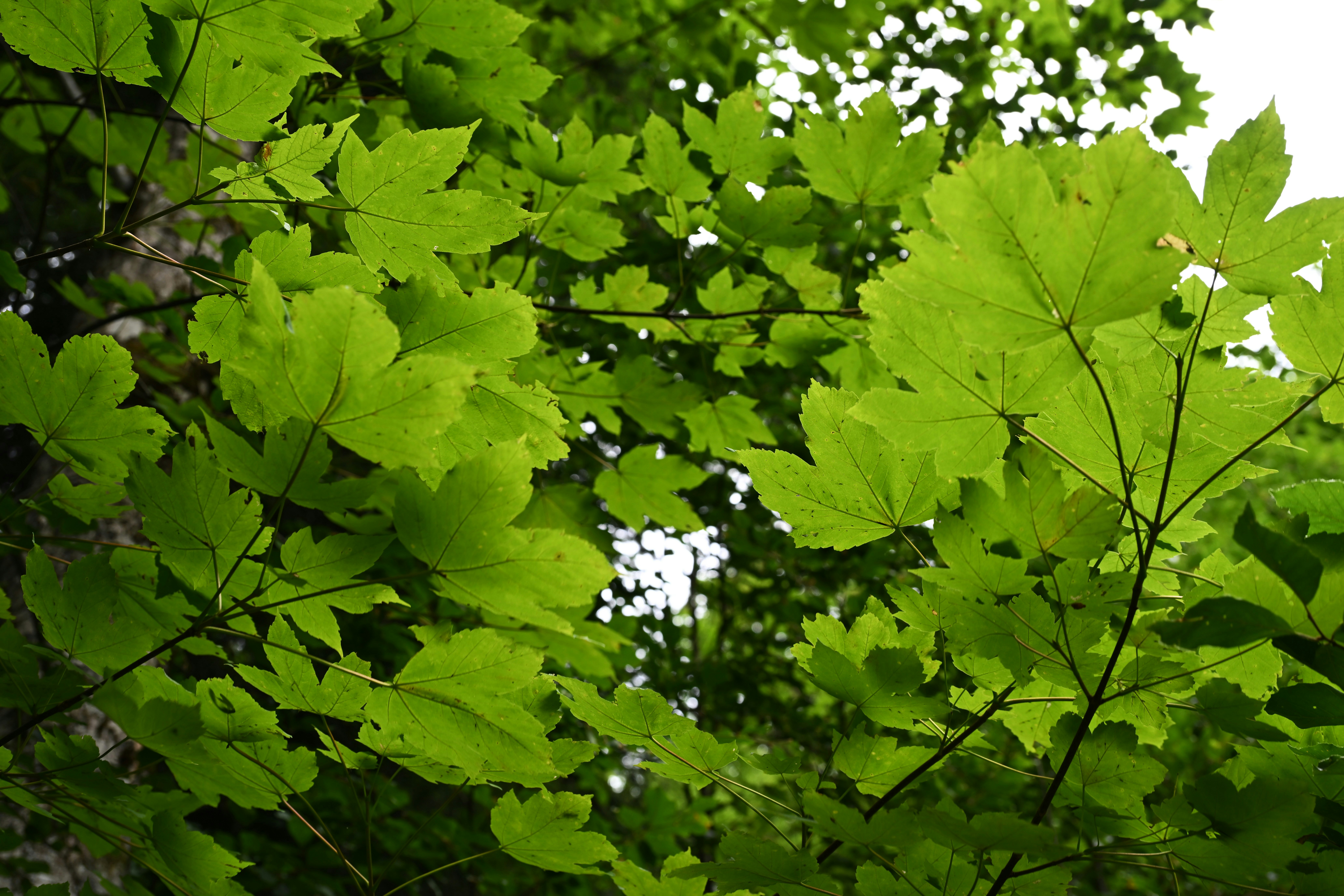 Emerald Canopy: Sunlit Maple Fronds Overhead