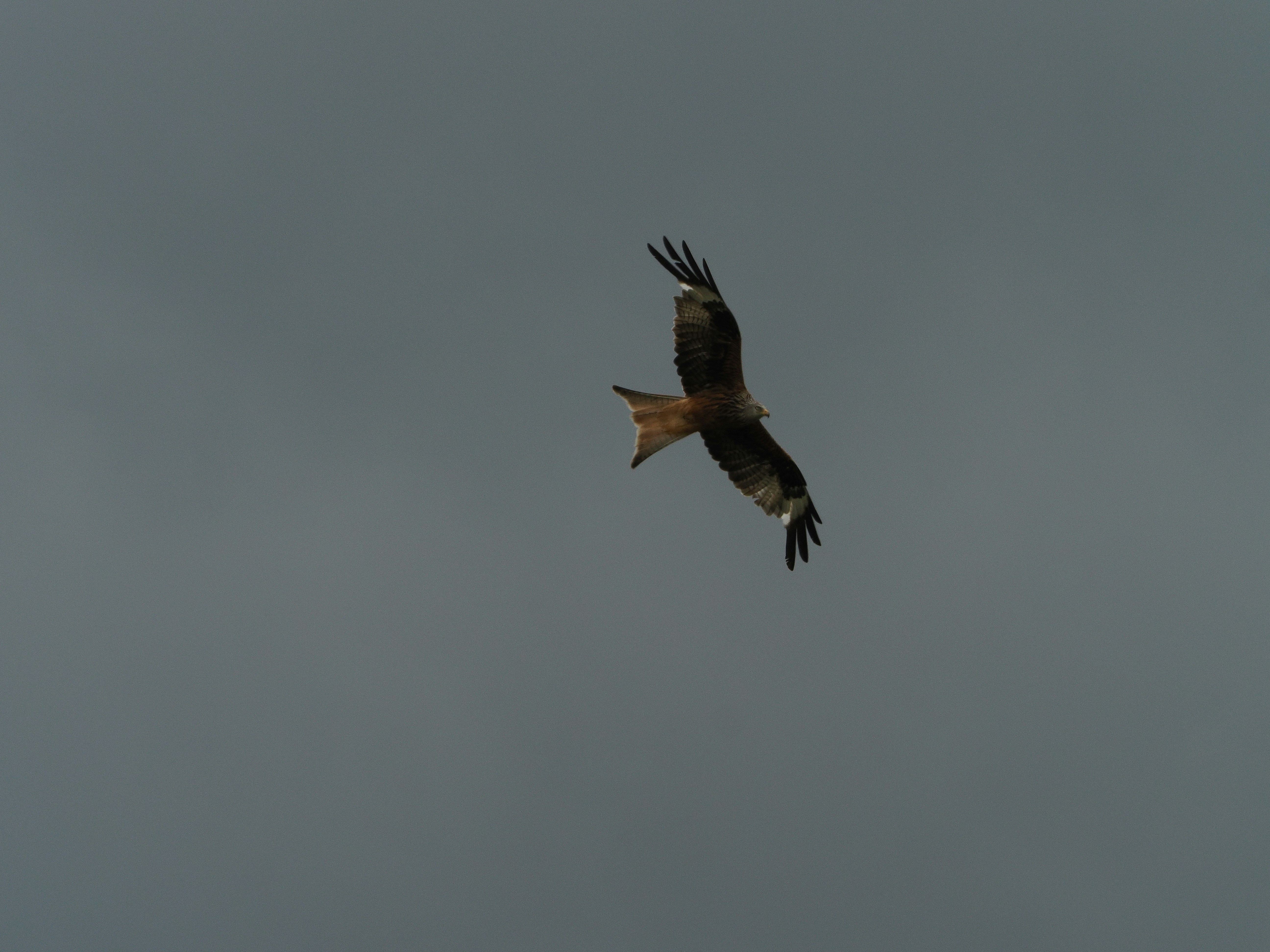 A lone raptor glides with wings spread against a moody gray sky, highlighting its broad wingspan and focused flight path.