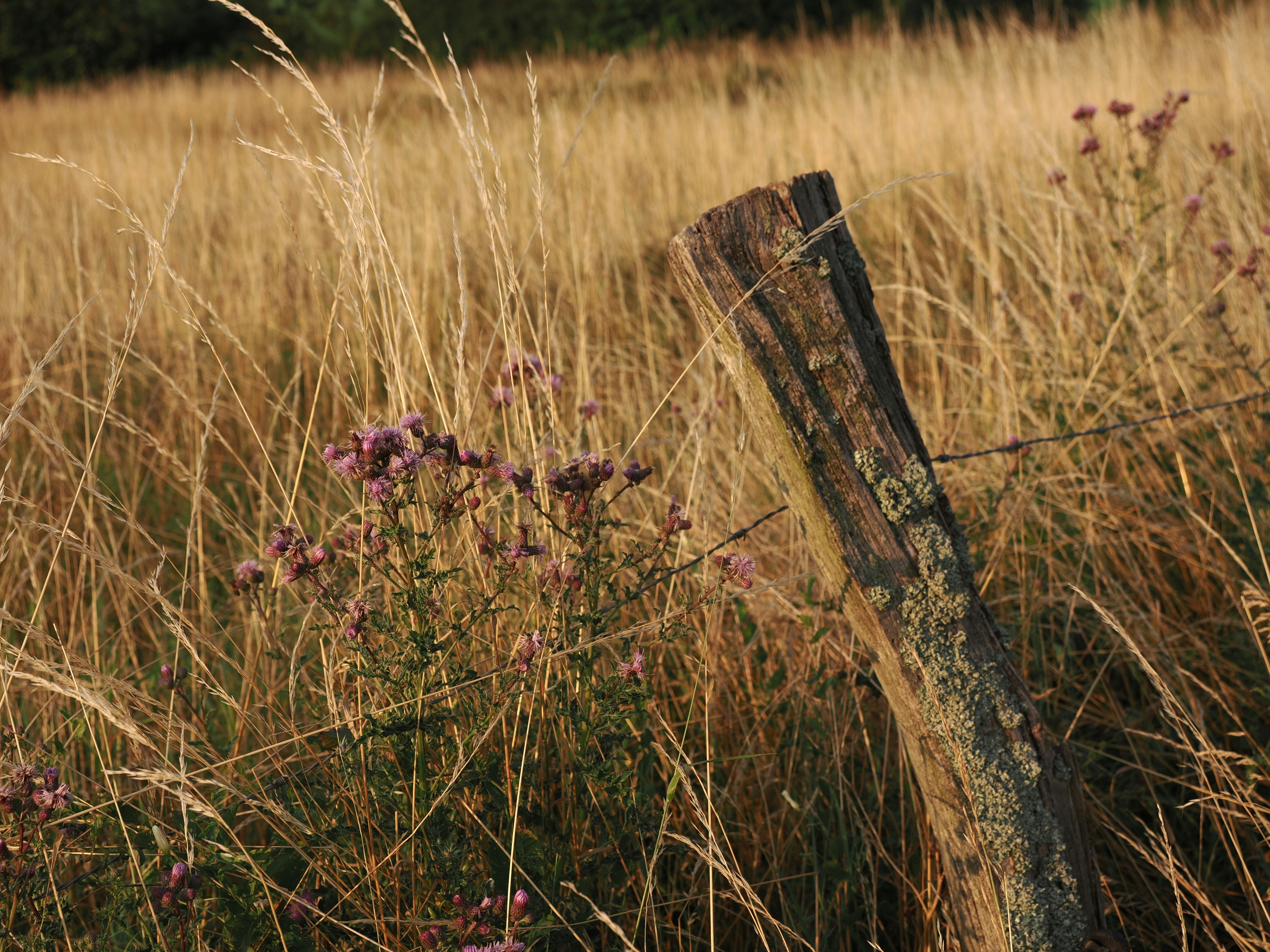 Weathered Fence Post in a Field of Golden Grasses