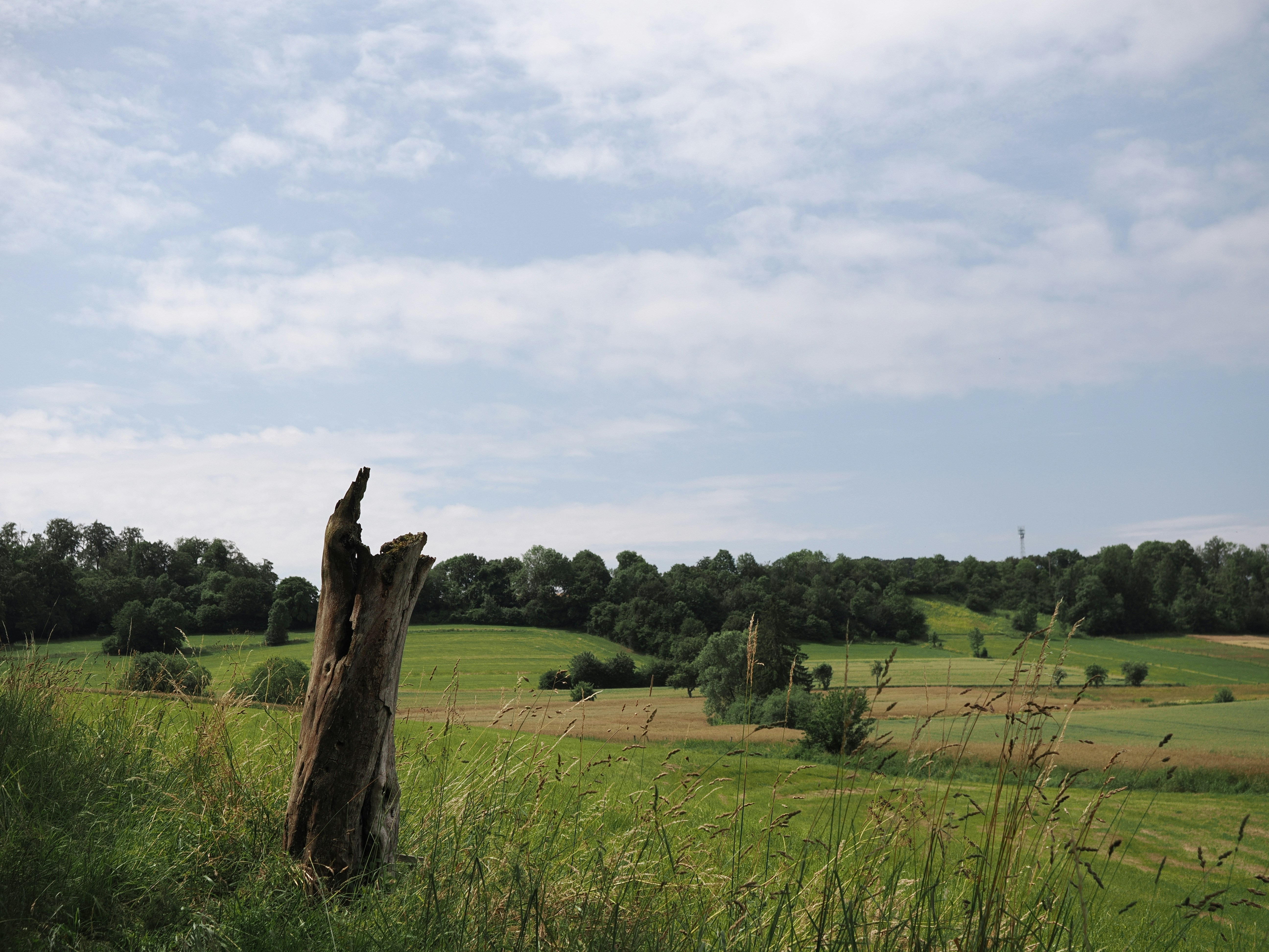 A weathered tree stump stands in the foreground of a grassy field with rolling hills and distant trees under a bright, partly cloudy sky. Landscape shot with a rural feel.