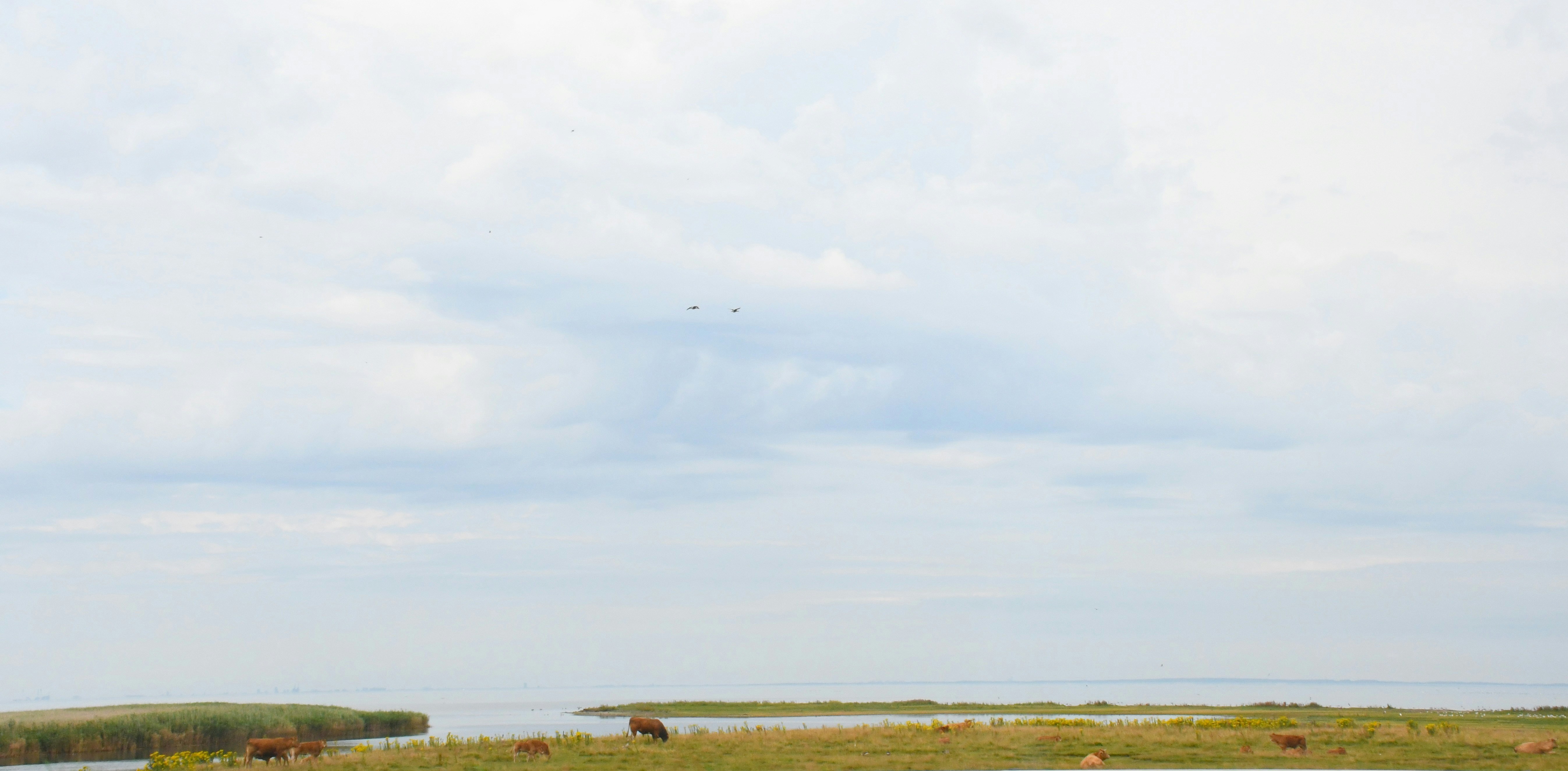 Calm Horizon: Coastal Grassland Meets Quiet Sea