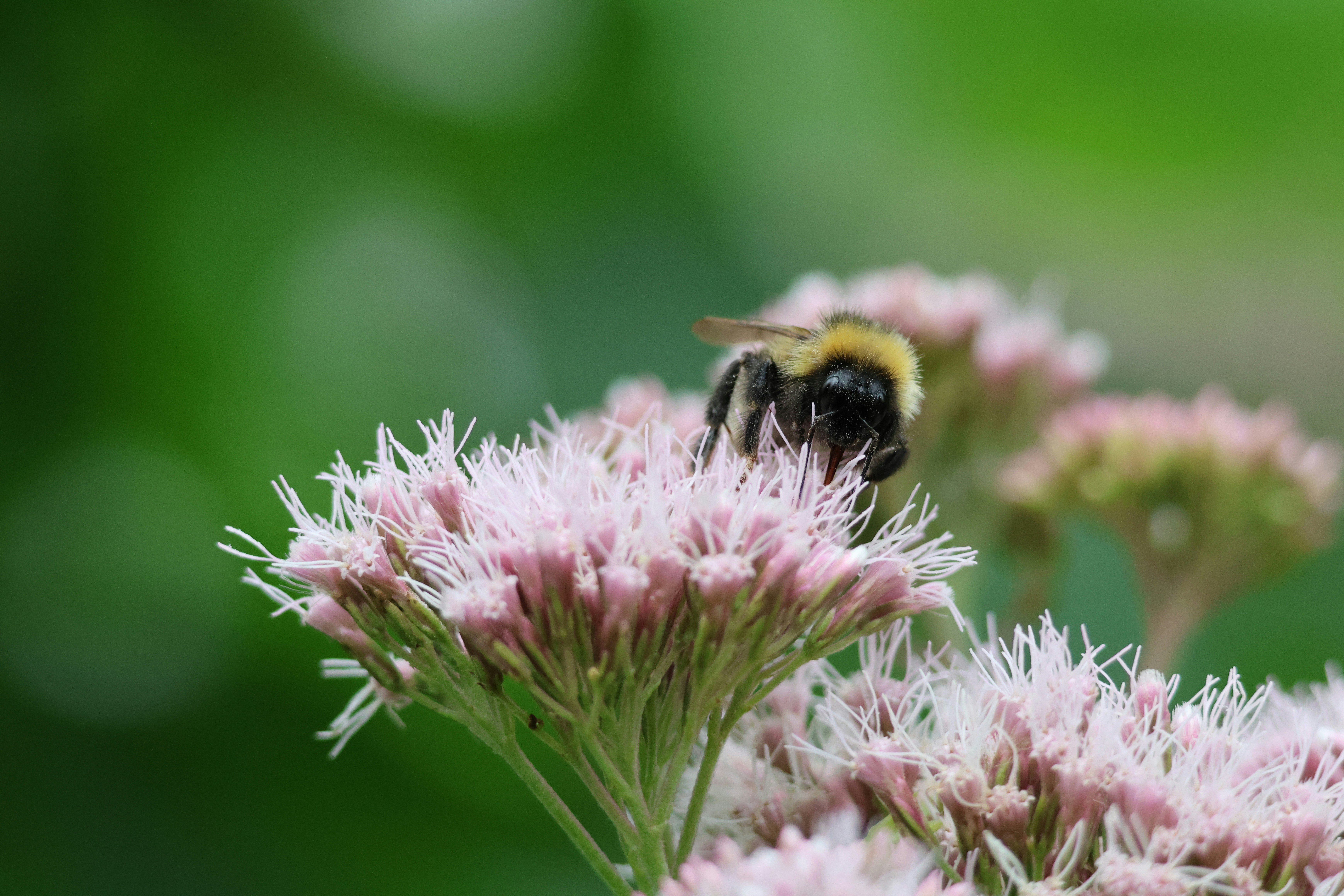 Near-Silent Pollinator: A Bee Quietly Clings to Coral-Soft Bloom