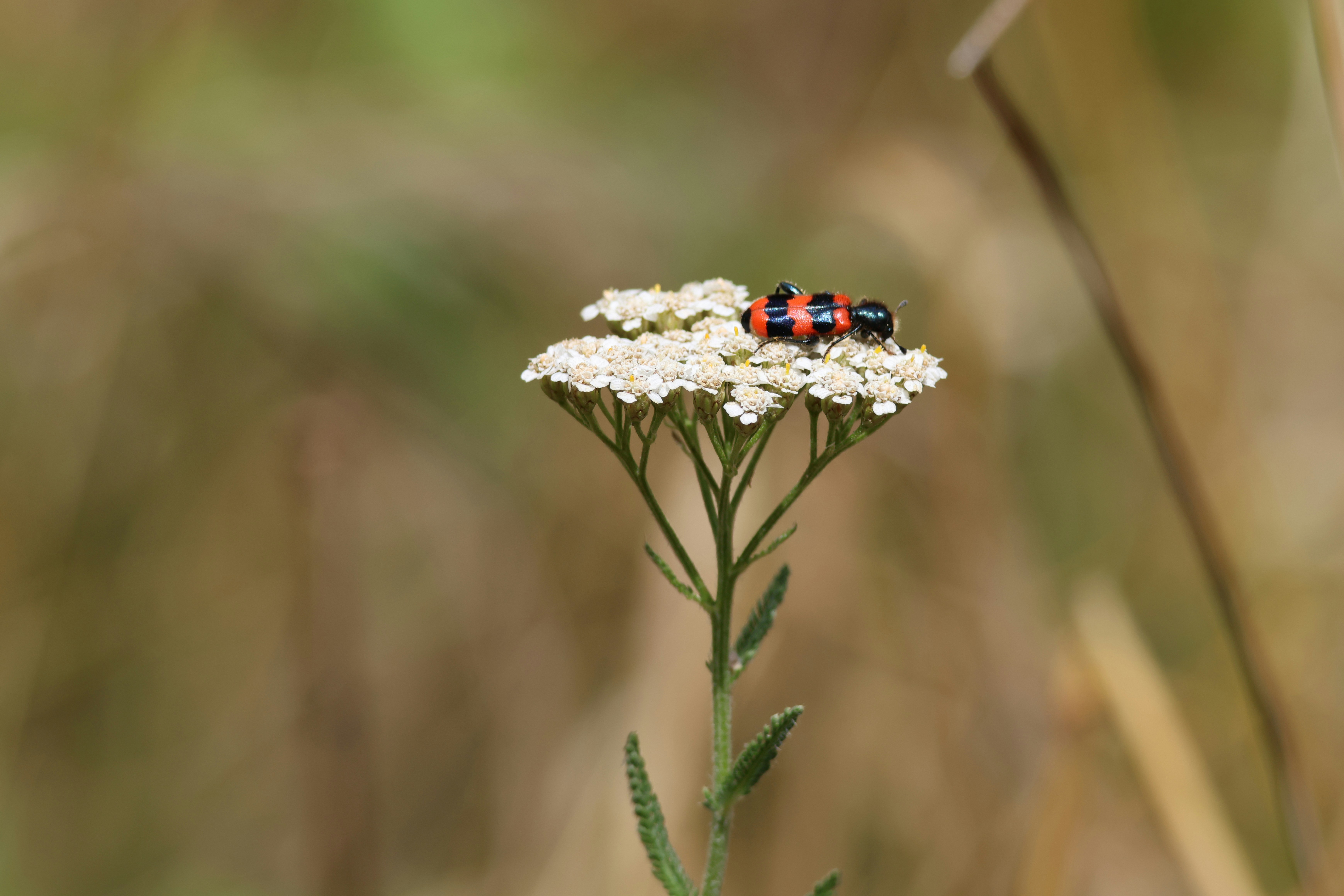 Red-and-Black Beetle Perched on White Queen Anne's Lace